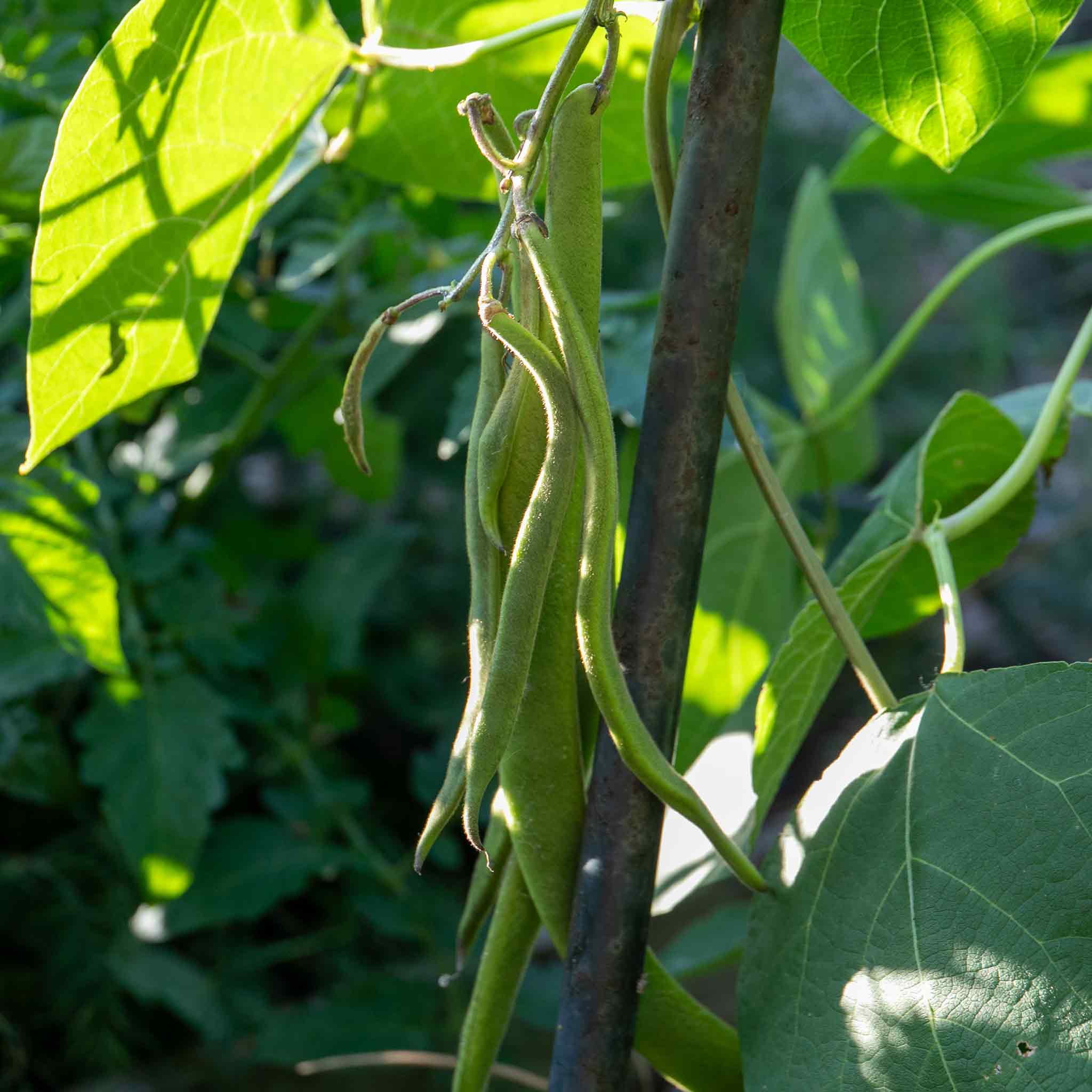 Runner Bean Seeds 'St George' | Buy Runner Bean Seeds Online | Runner ...