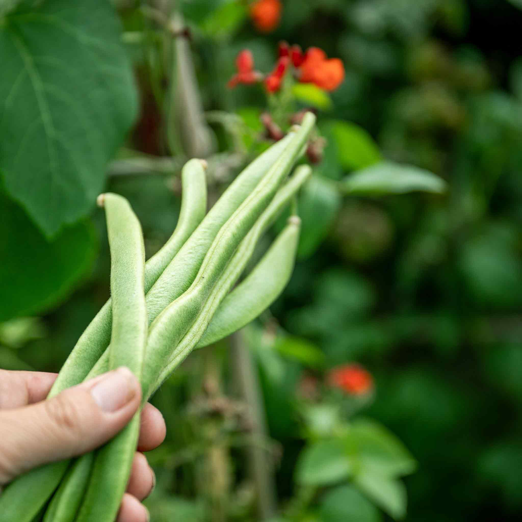 Runner Bean Seeds 'Moonlight' | Buy Runner Bean Seeds Online | Runner ...