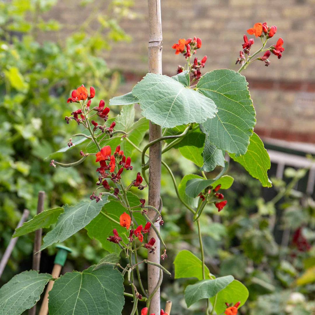Runner Bean Seeds 'Firestorm' | Buy Runner Bean Seeds Online | Runner ...