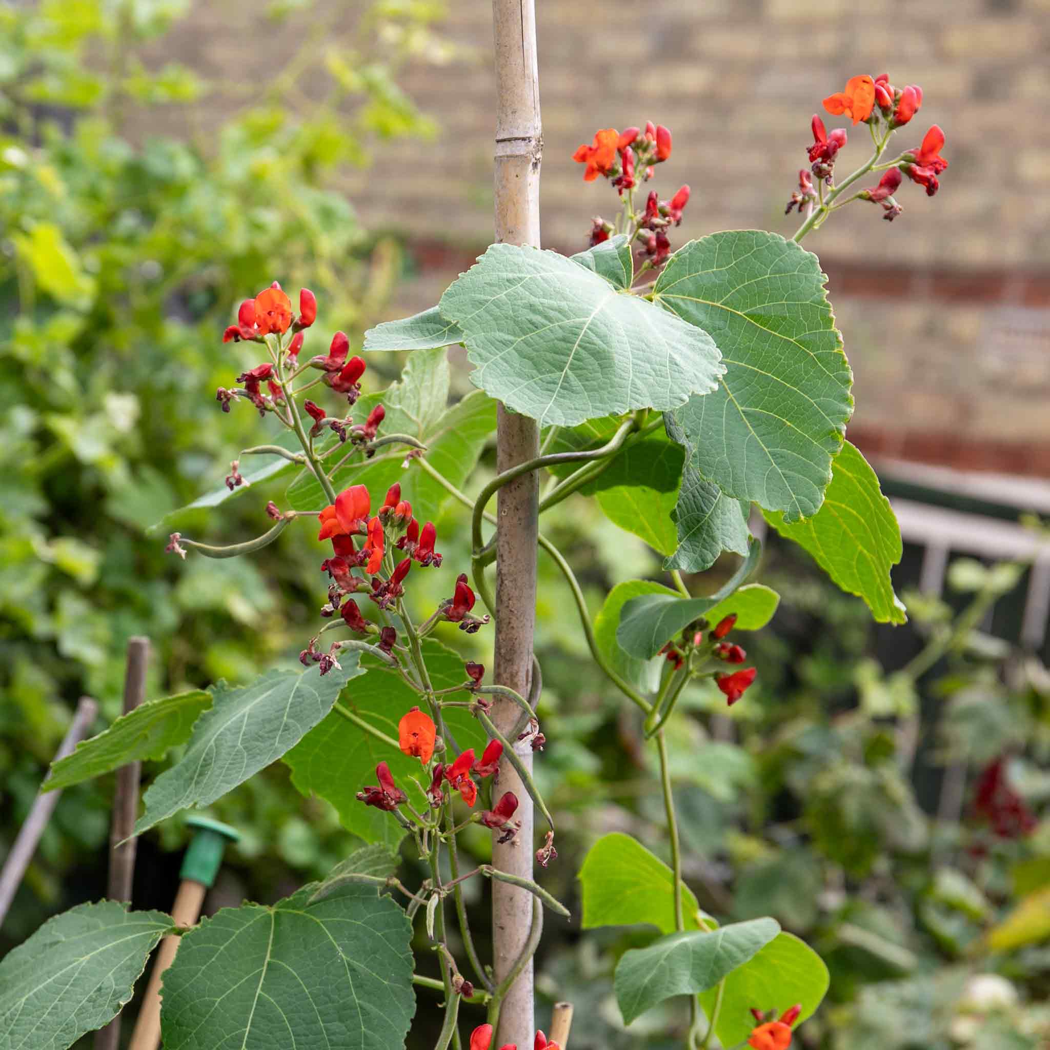 Runner Bean Seeds 'Firestorm' | Buy Runner Bean Seeds Online | Runner ...