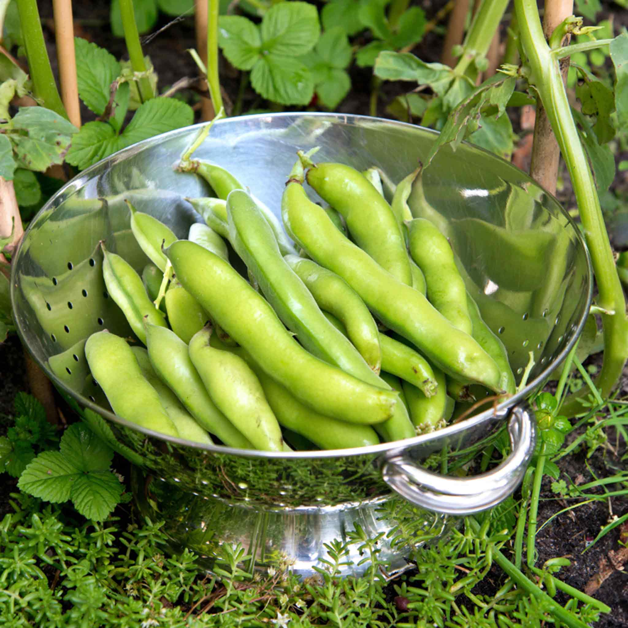 Broad Bean Plant 'Masterpiece Green Longpod' | Marshalls Garden