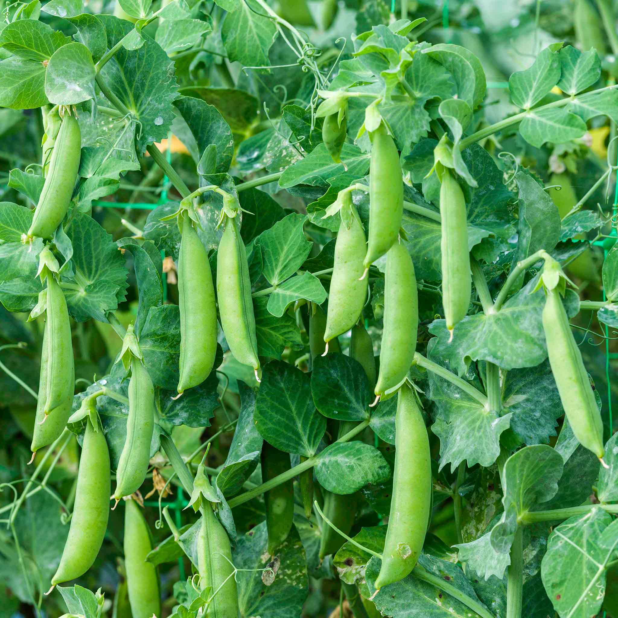 Pea Seeds 'Sugar Sprint' | Buy Pea Seeds Online | Pea Seeds for Sale ...