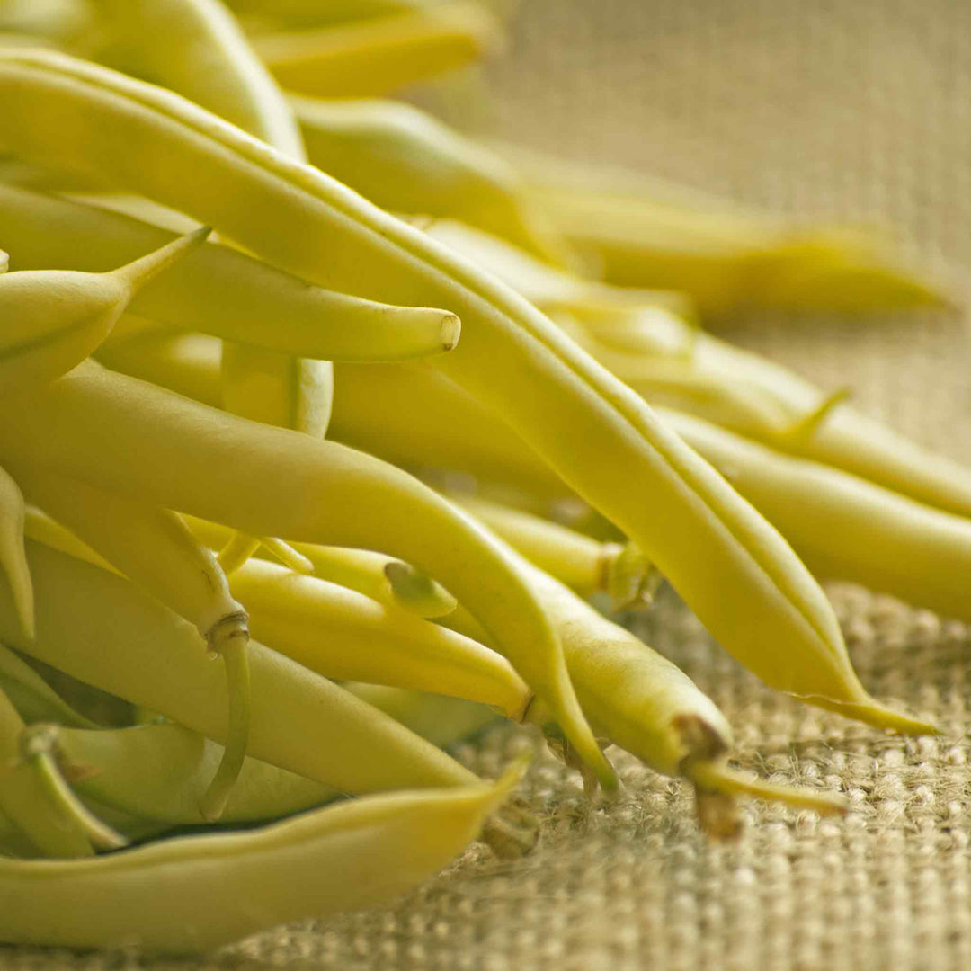 Dwarf French Bean Seeds 'Dorado' | Buy Dwarf French Bean Seeds Online ...
