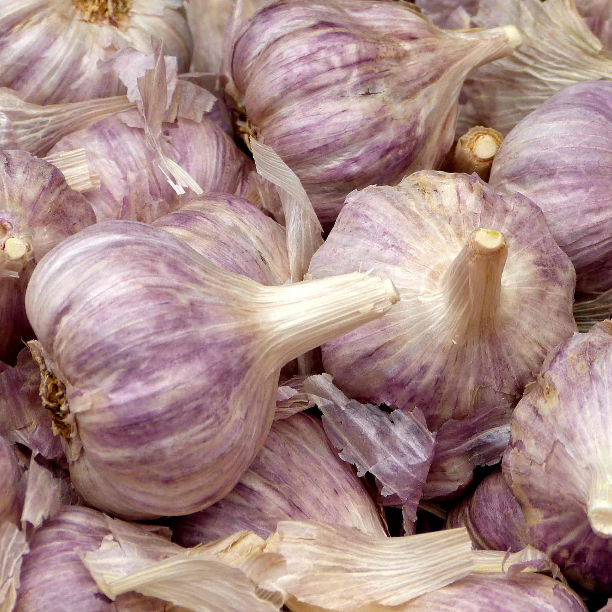 Garlic Cloves 'Caulk Wight' | Marshalls Garden