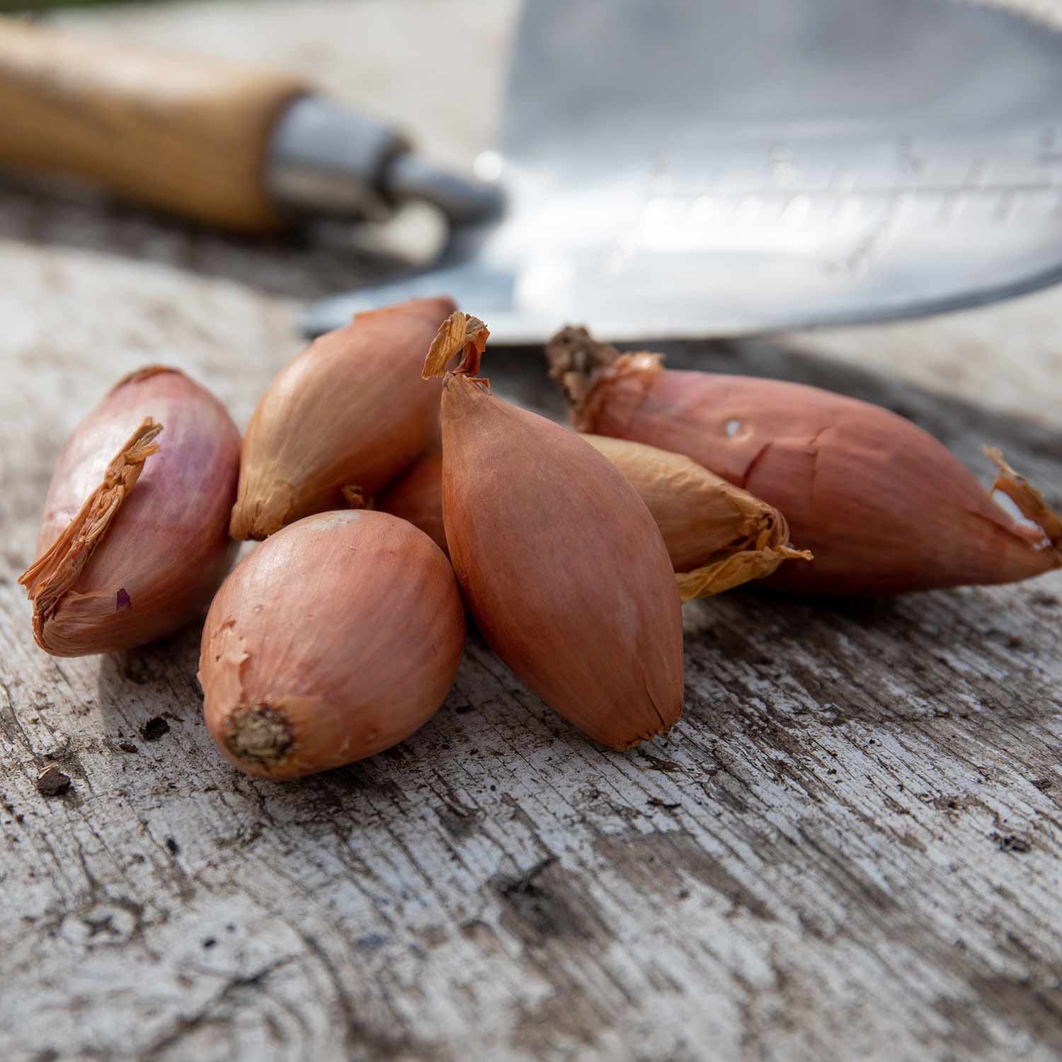 Shallot 'Longor' 15 Sets | Buy Shallot Seeds Online | Shallot Seeds for ...
