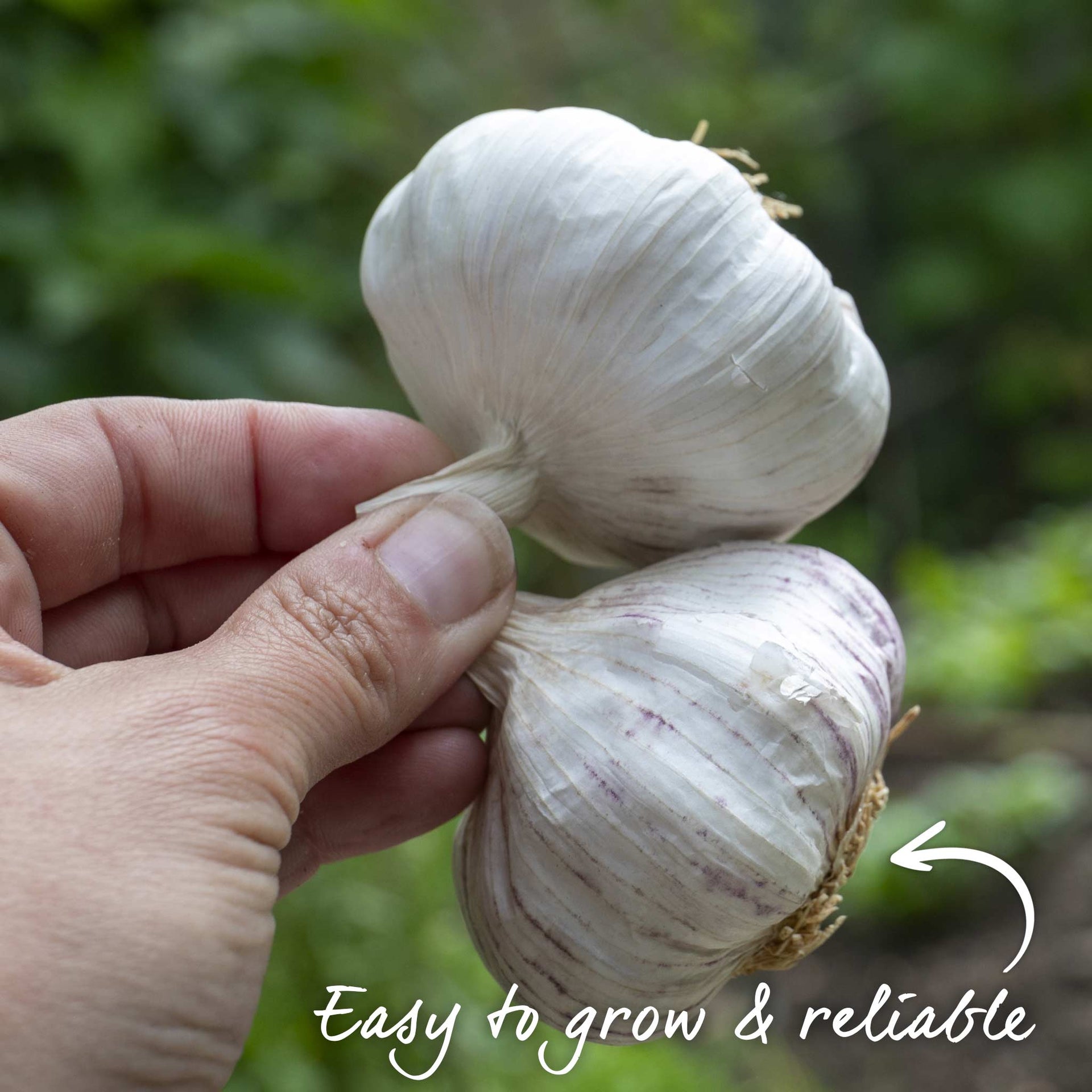 Garlic Cloves 'Wight' Duo Pack | Buy Garlic Cloves Online | Garlic ...