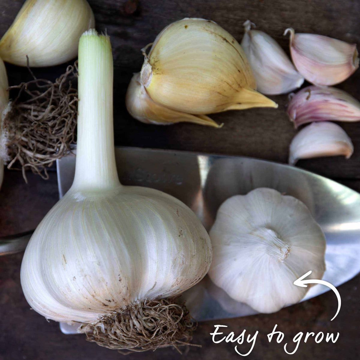 Autumn Garlic The Farmers Duo - Bulbs | Buy Garlic Bulbs Online ...