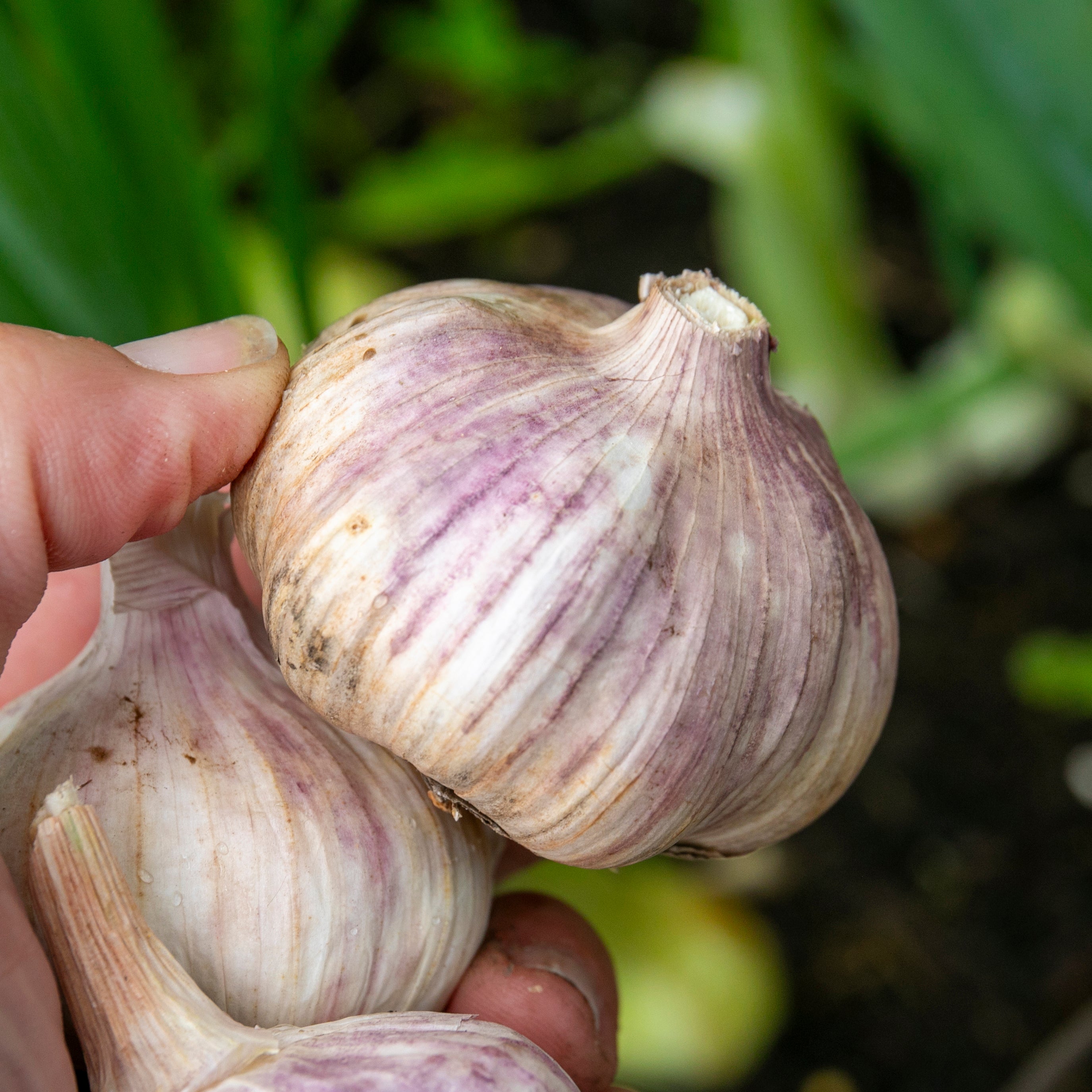 Garlic Cloves 'Kingsland Wight' | Marshalls Garden