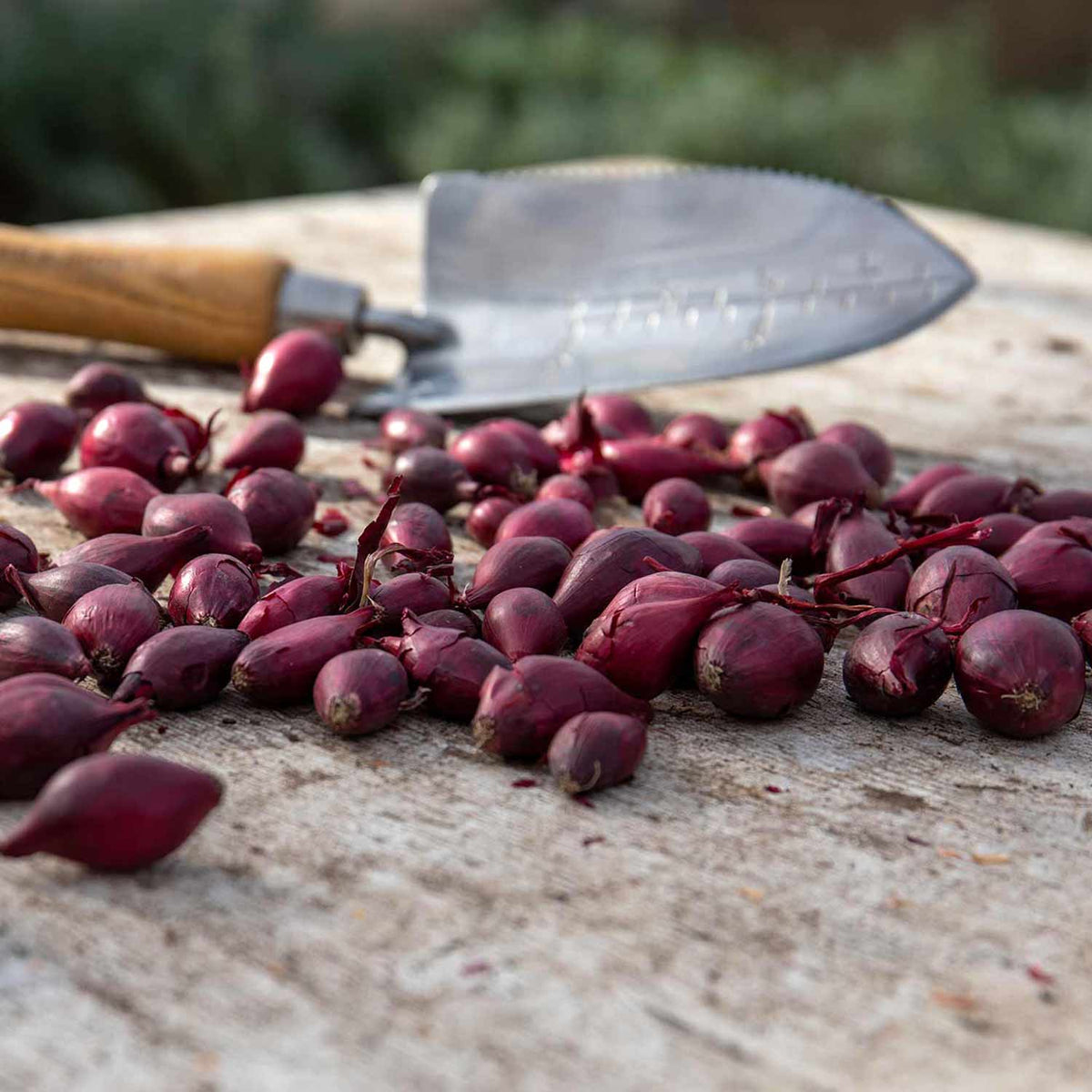 Onion 'Red Winter' - Sets | Buy Onion Sets Online | Onion Sets for Sale ...