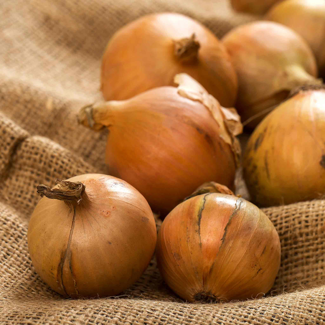 Onion Sets 'Crusado' | Marshalls Garden