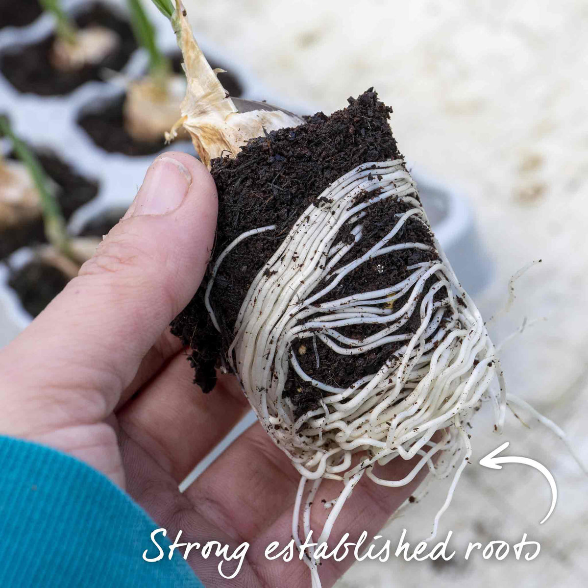 Garlic 'Rose Wight' - 12 Pre-Rooted Sets | Buy Garlic Sets Online ...