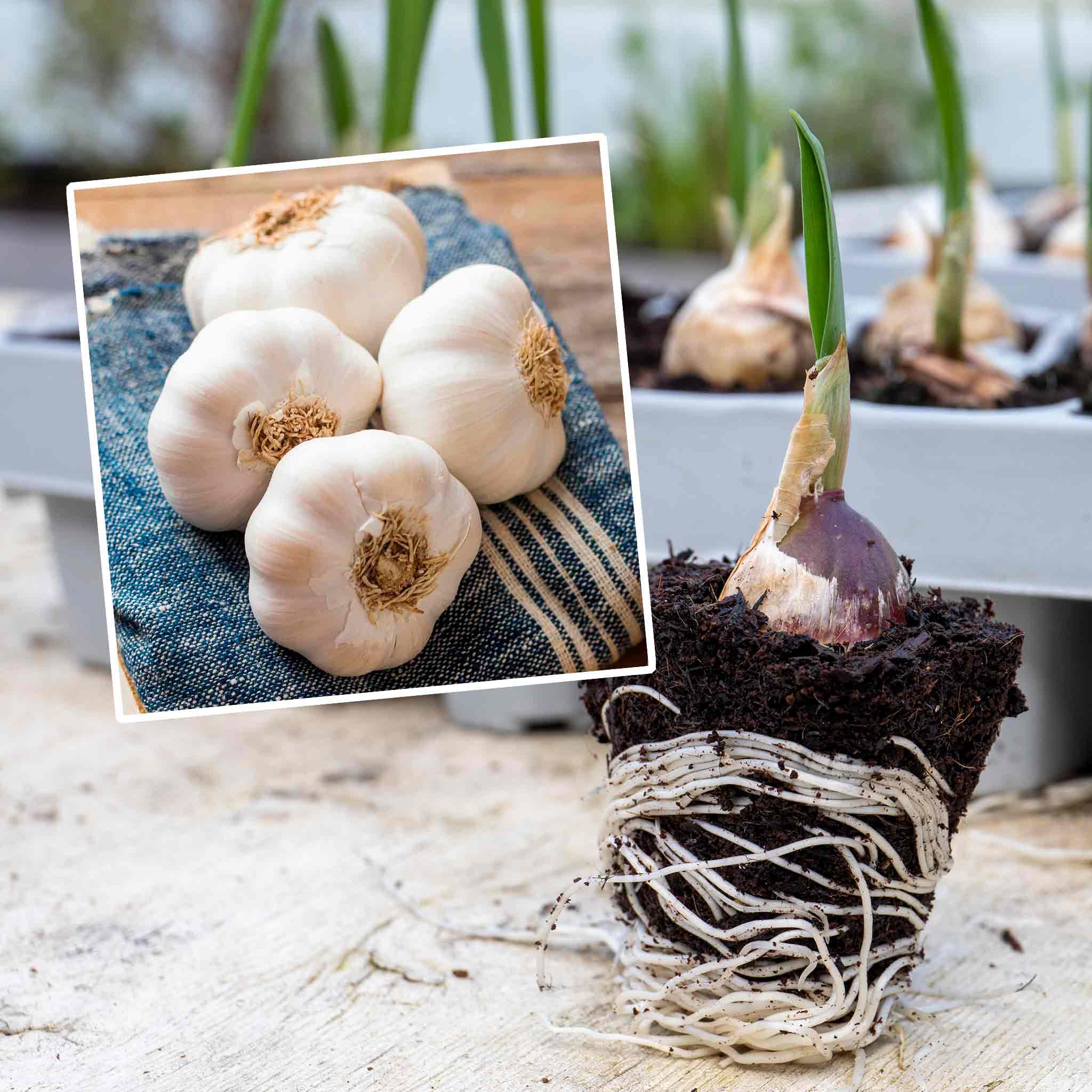 Pre-Rooted Garlic 'Solent Wight' | Marshalls Garden