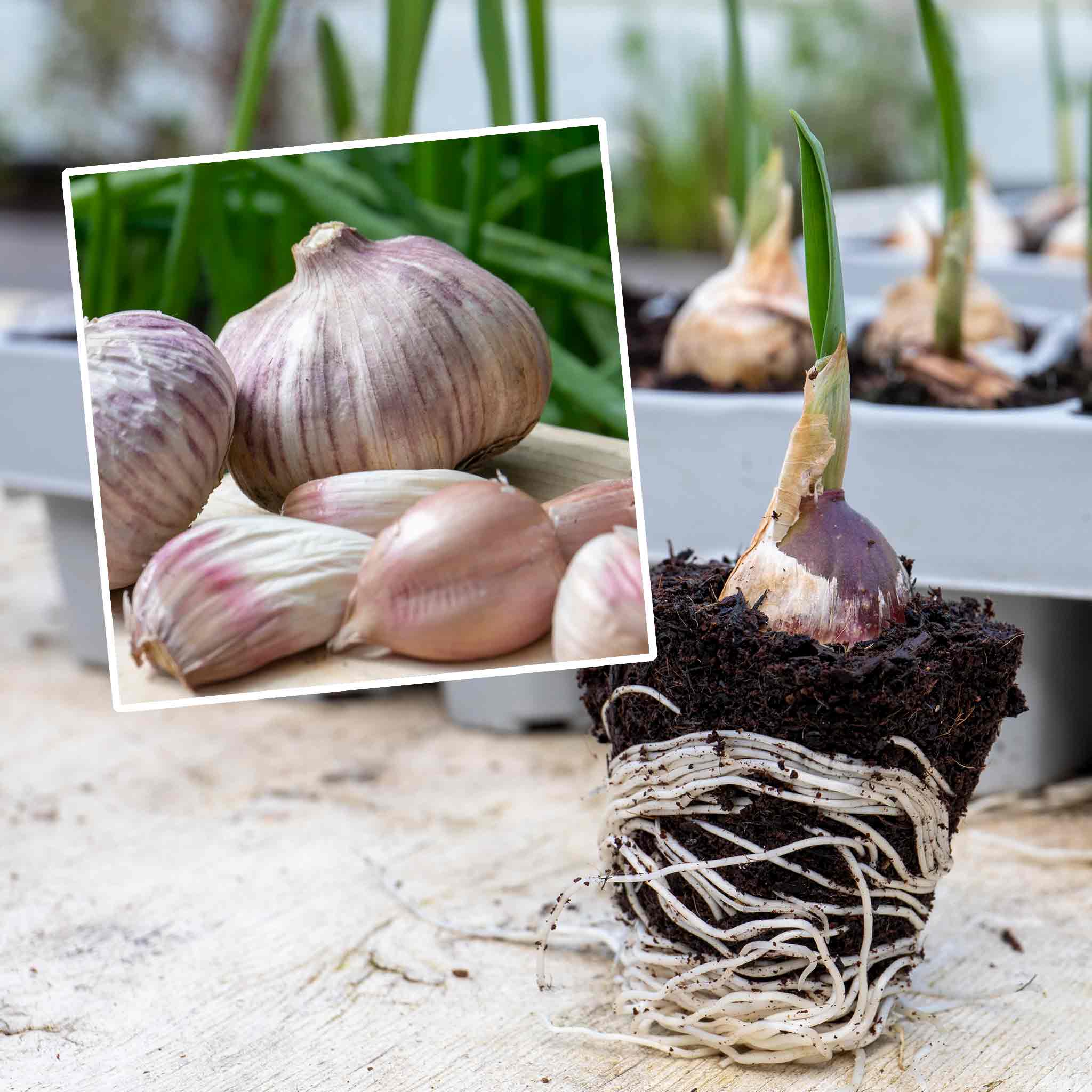 Pre-Rooted Garlic 'Rose Wight' | Marshalls Garden