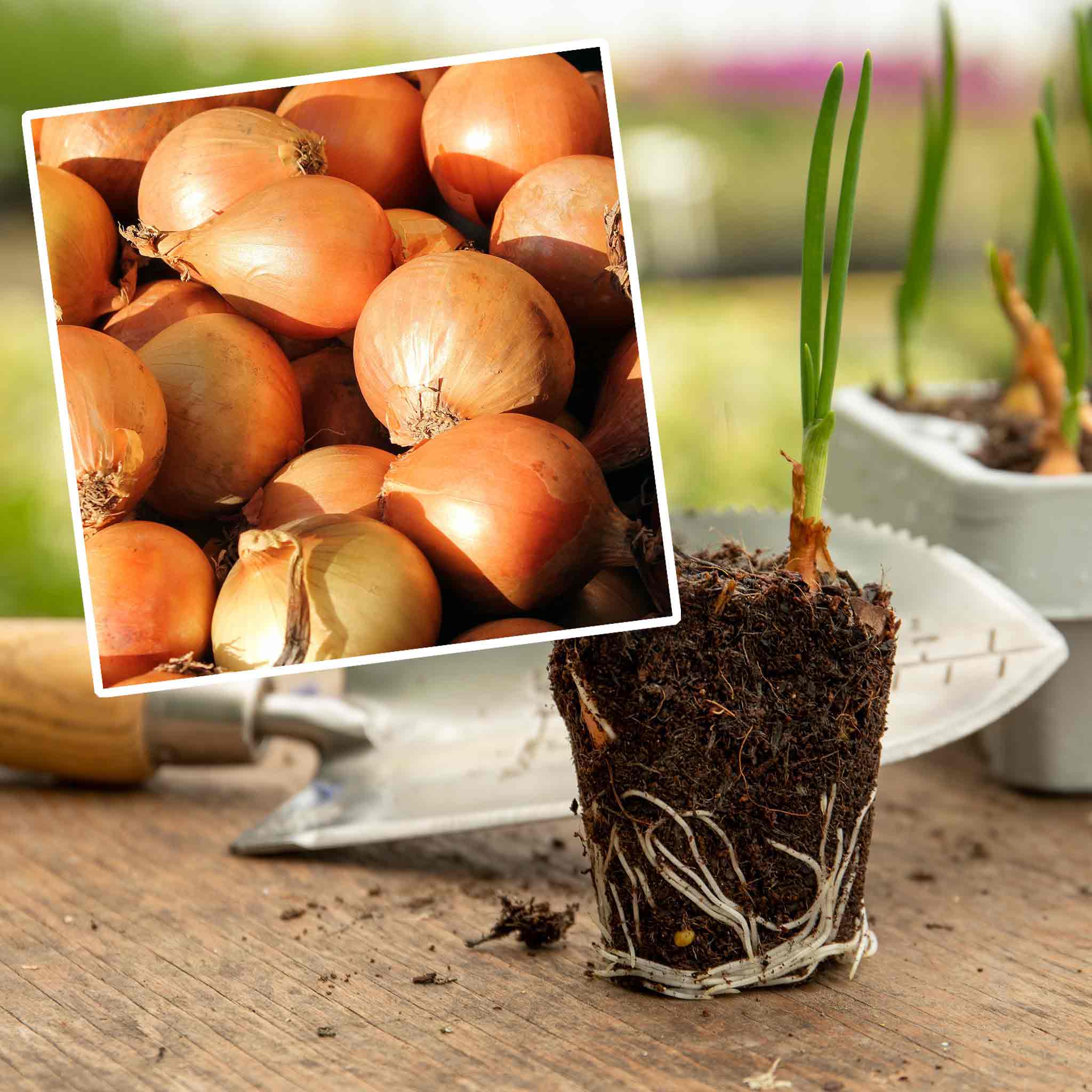 Onion 'Autumn Champion' - 12 Pre-Rooted Sets | Marshalls Garden