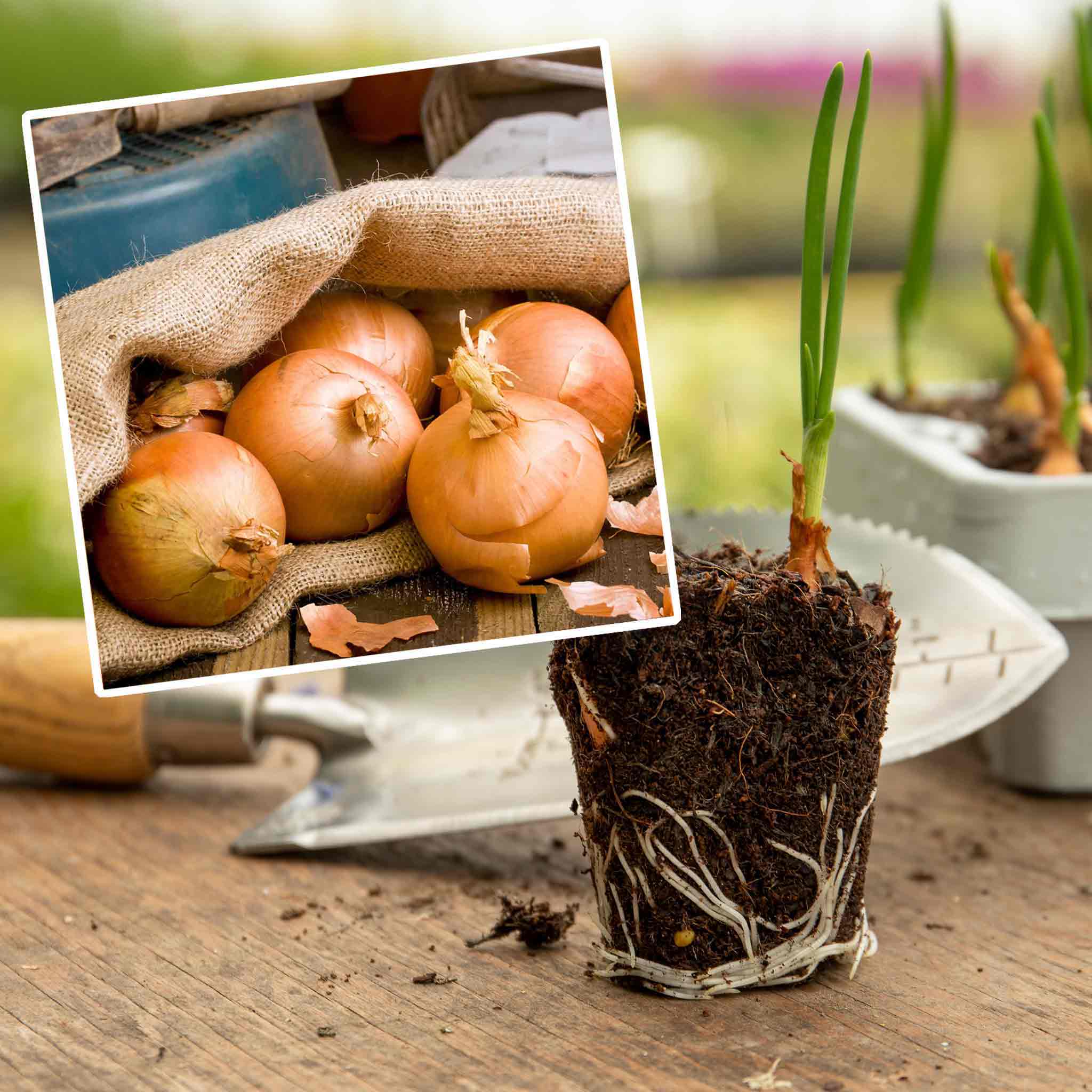 Pre Rooted Onion 'Autumn Champion' | Marshalls Garden