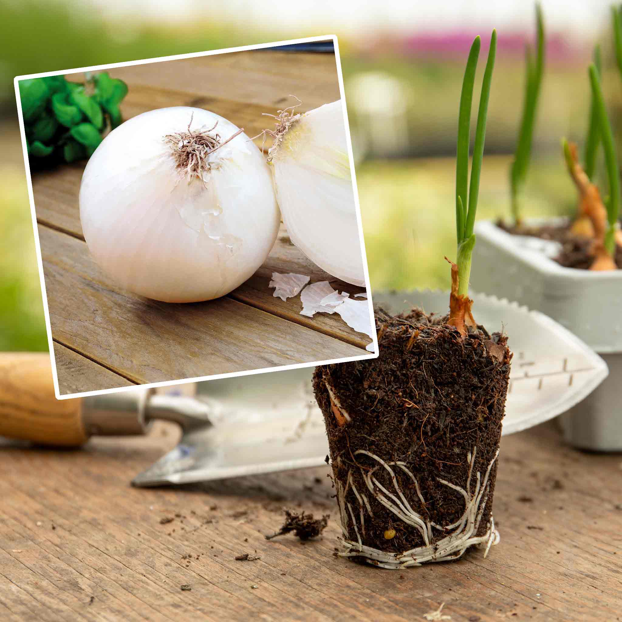 Pre-Rooted Onion 'Snowball' | Marshalls Garden