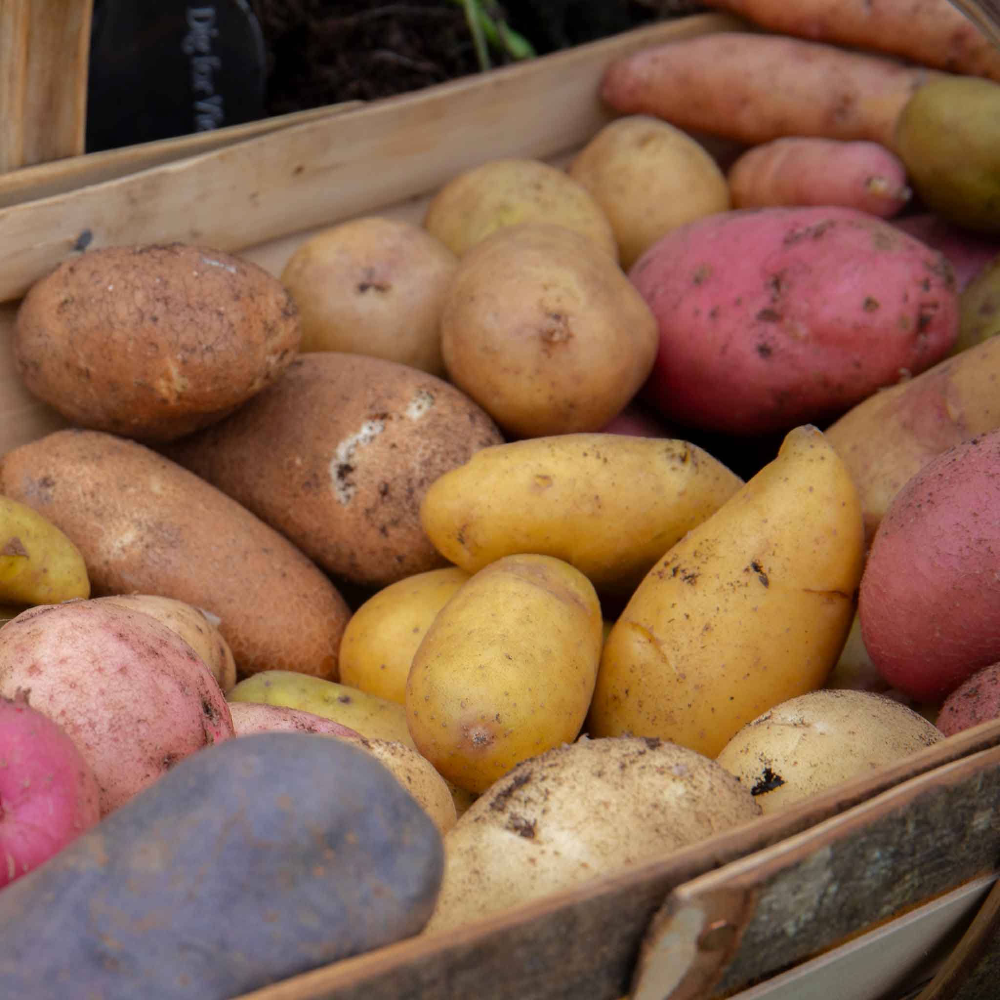 Seed Potato Marshalls Garden Collection | Marshalls Garden