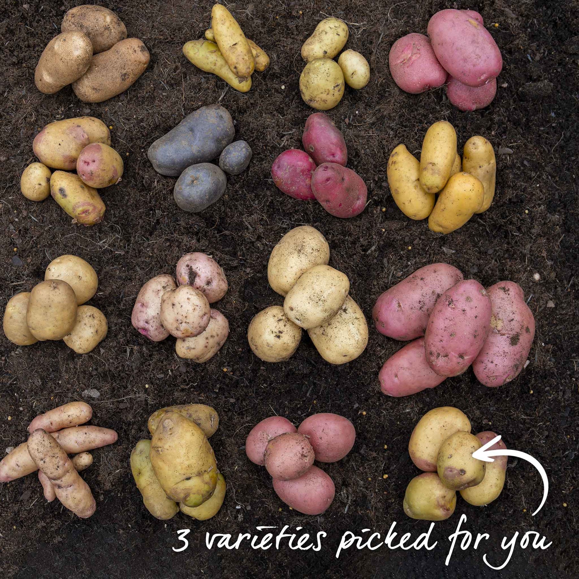 Potato Marshalls Pick 3 x 1kg | Buy Potato Plants Online | Potato ...