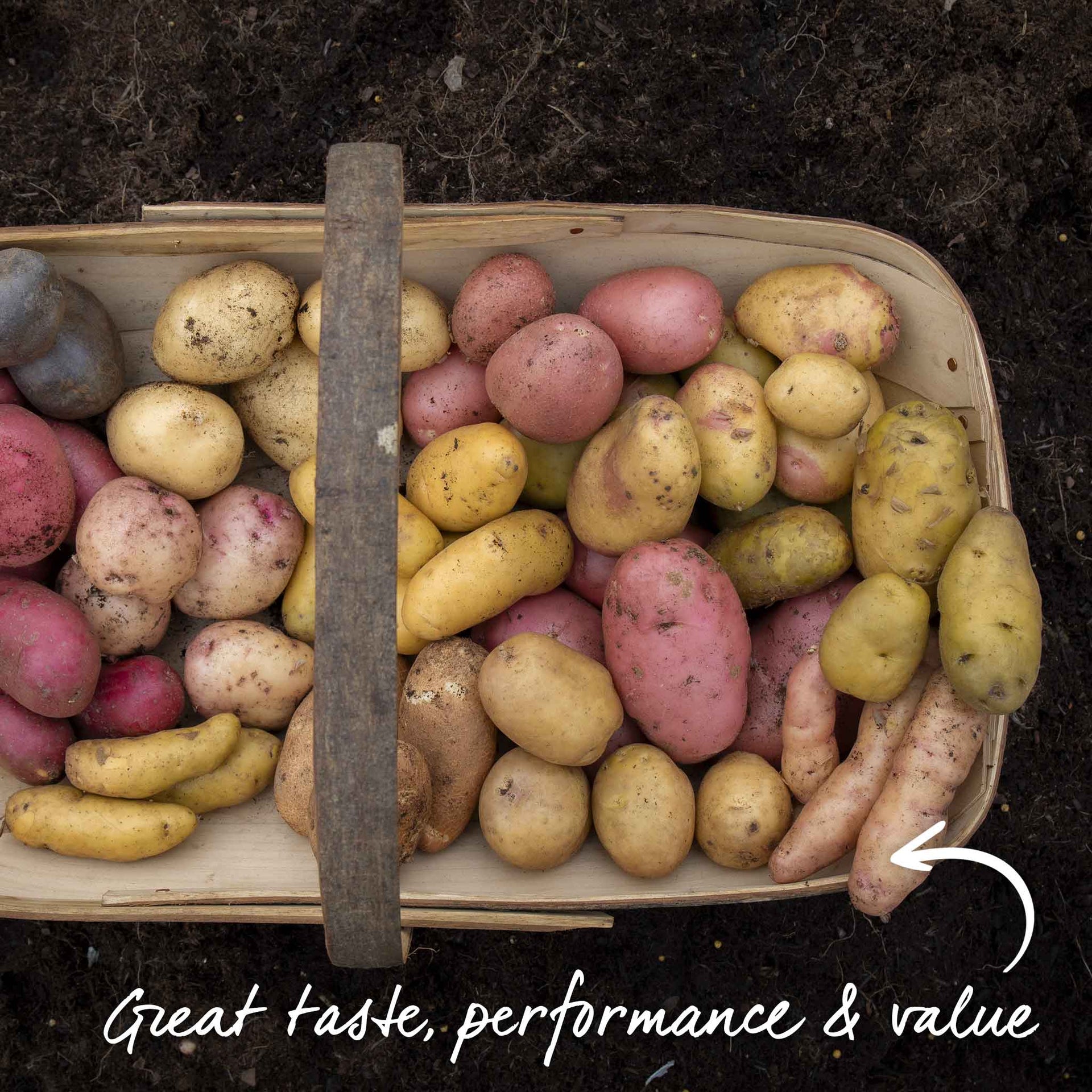 Potato Marshalls Pick 3 x 1kg | Buy Potato Plants Online | Potato ...