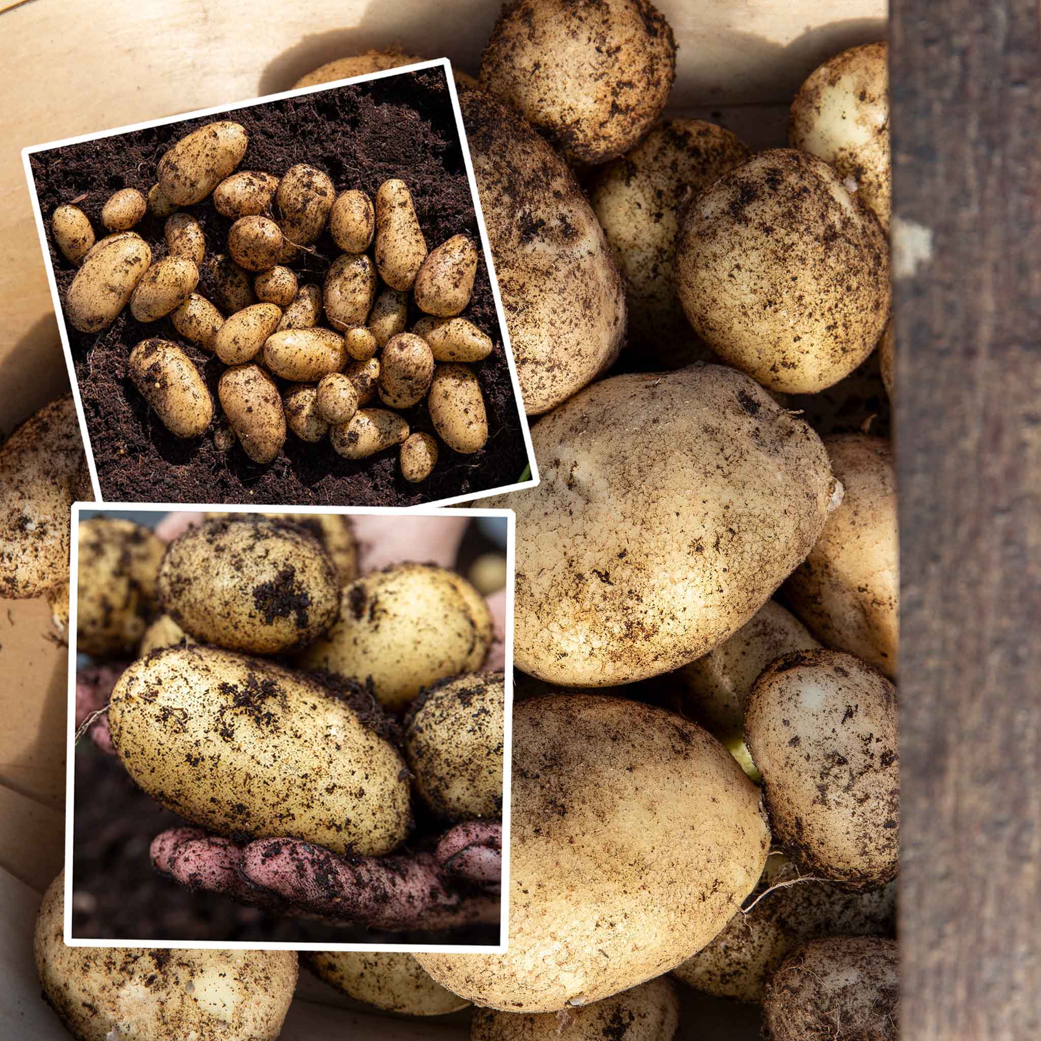 Seed Potato Maris Collection | Marshalls Garden