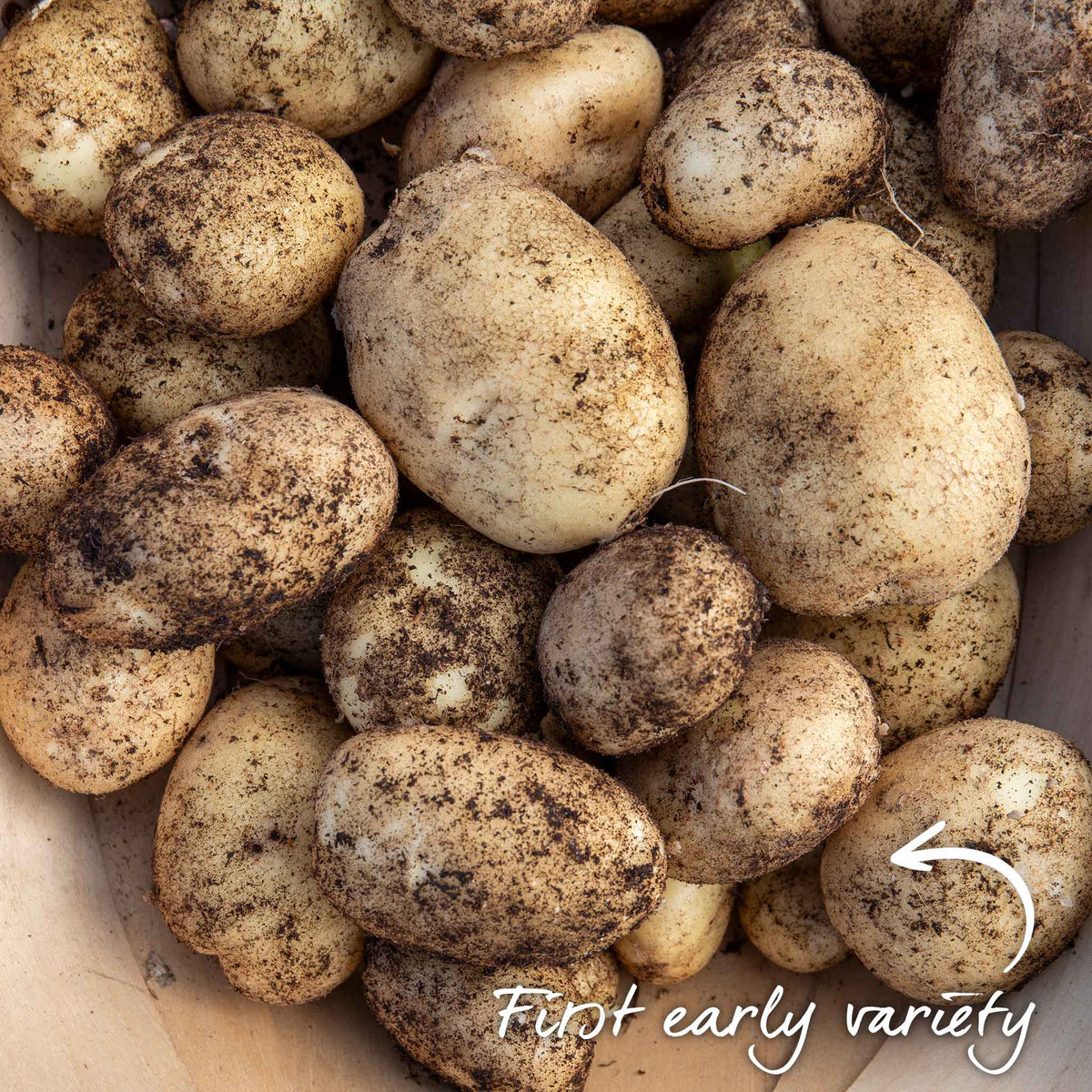 Potato Maris Collection 3 x 1kg | Buy Potato Plants Online | Potato ...