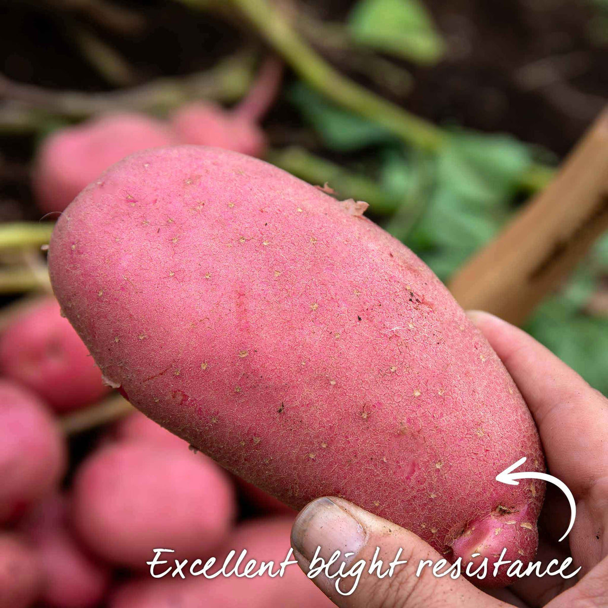 Seed Potato 'Java' | Buy Seed Potatoes Online | Seed Potatoes for Sale ...