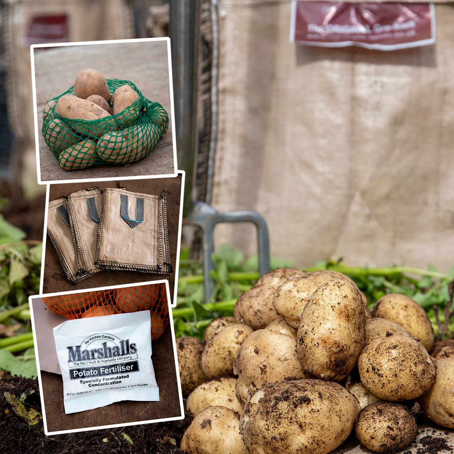 Seed Potato Grow Kit 'Maris Piper' | Marshalls Garden
