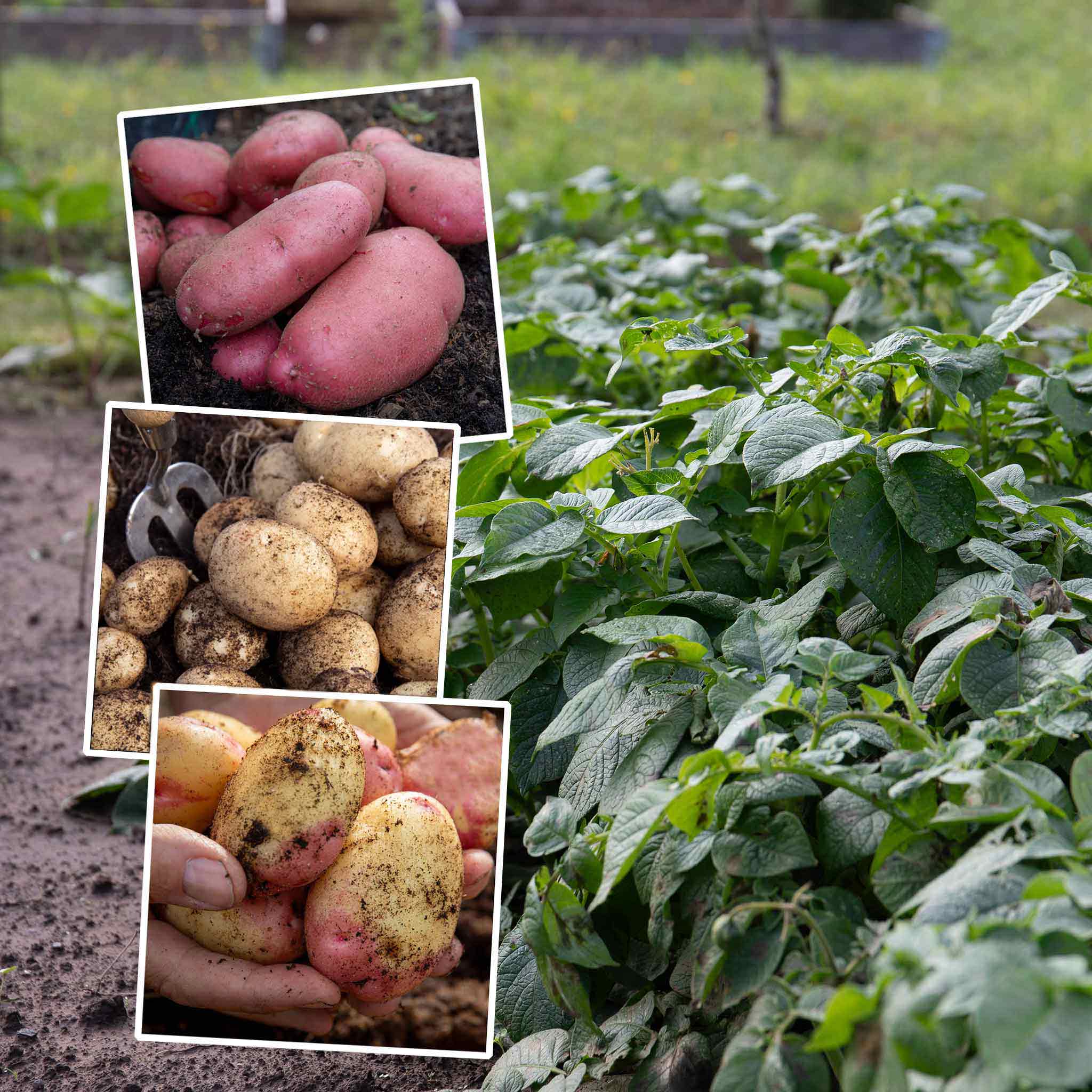 Seed Potato Disease Resistant Collection | Marshalls Garden