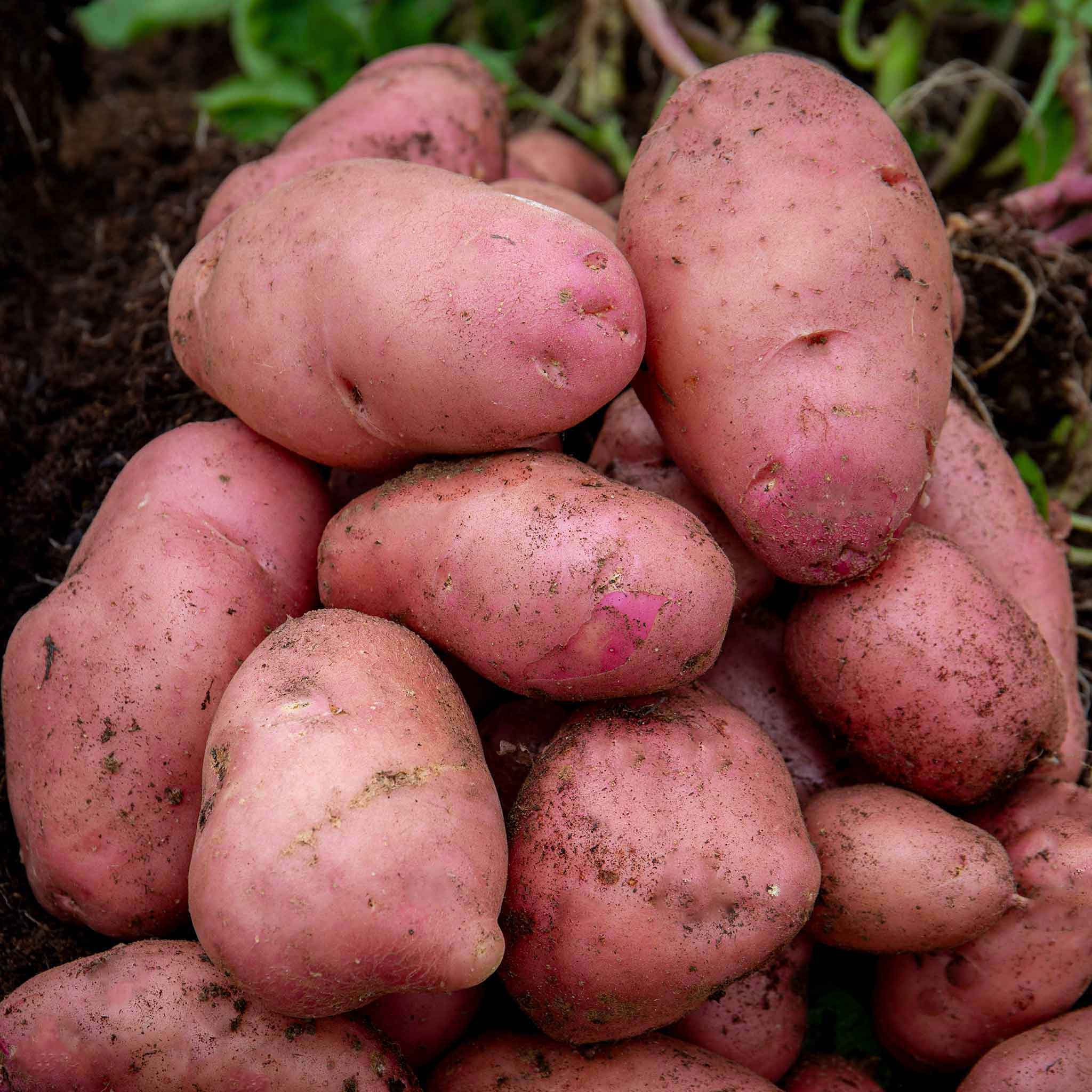 Seed Potato 'Desiree' | Marshalls Garden