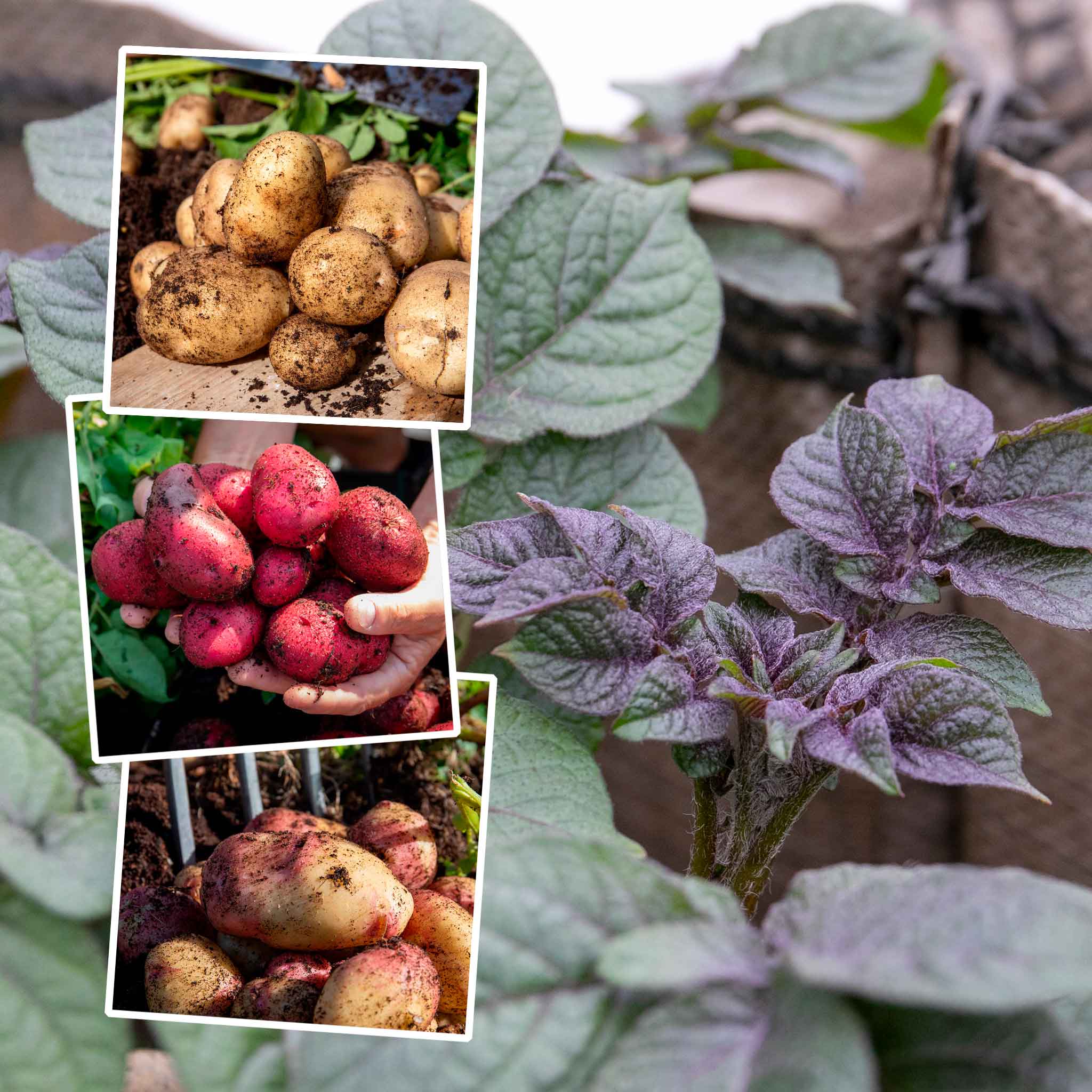 Seed Potato Small Plot Collection | Marshalls Garden