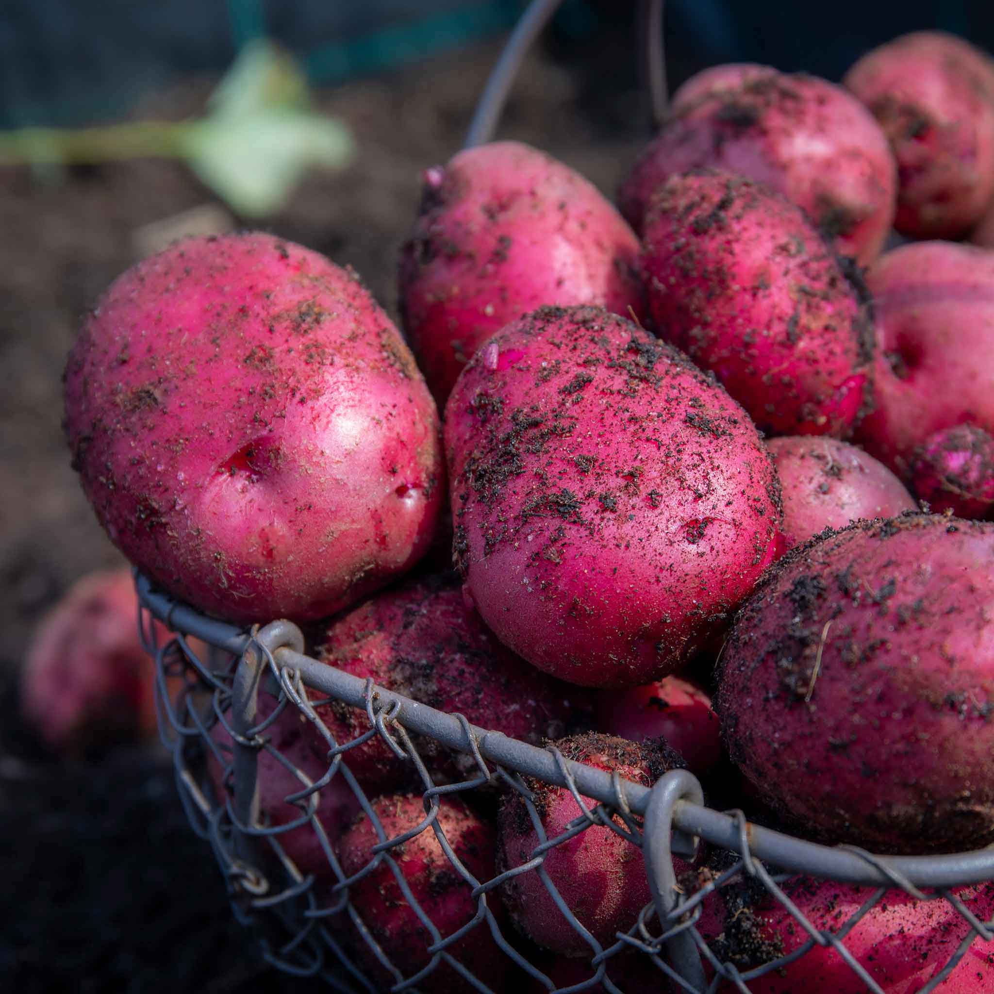 Seed Potato 'Caledonian Rose' | Marshalls Garden