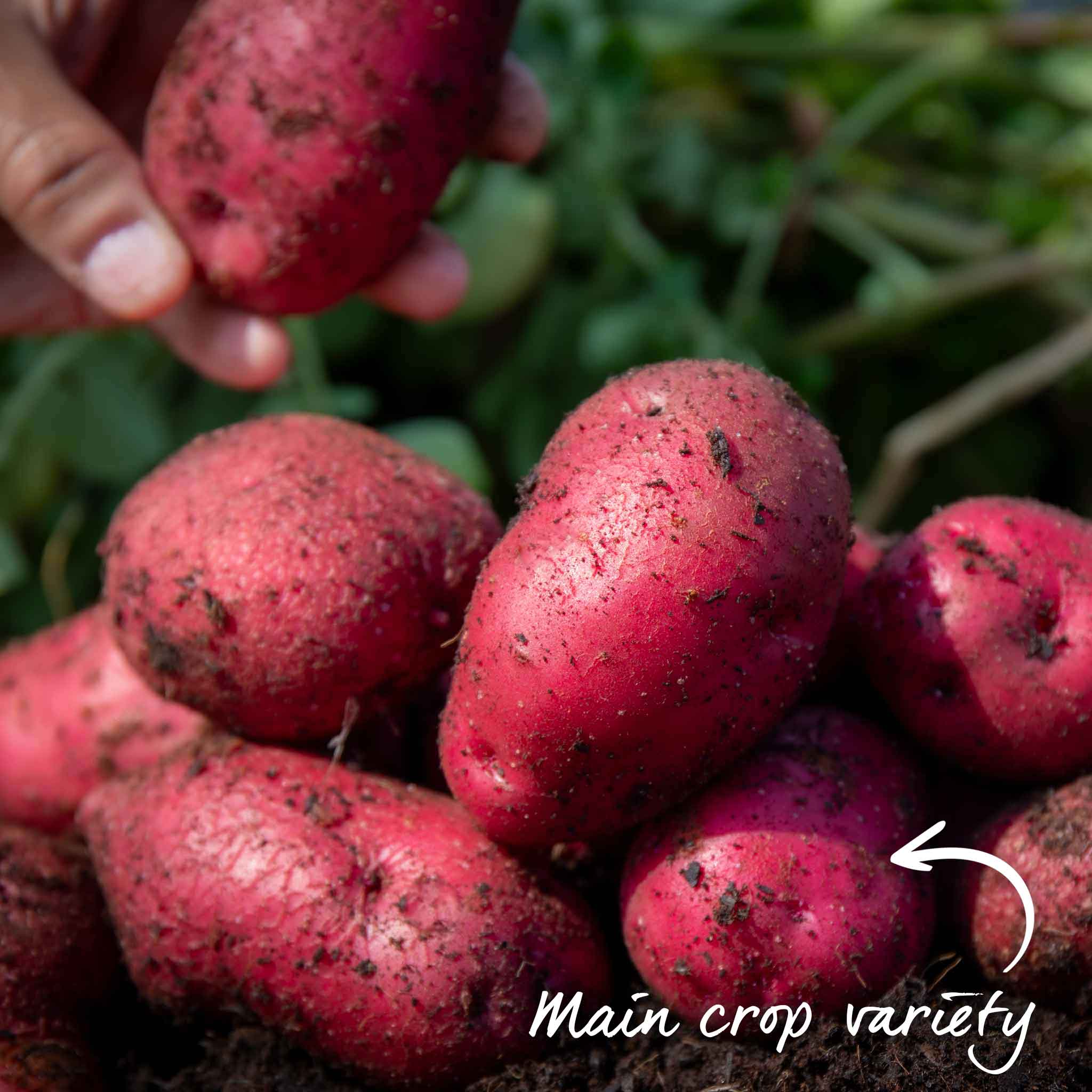 Seed Potato 'Caledonian Rose' | Marshalls Garden