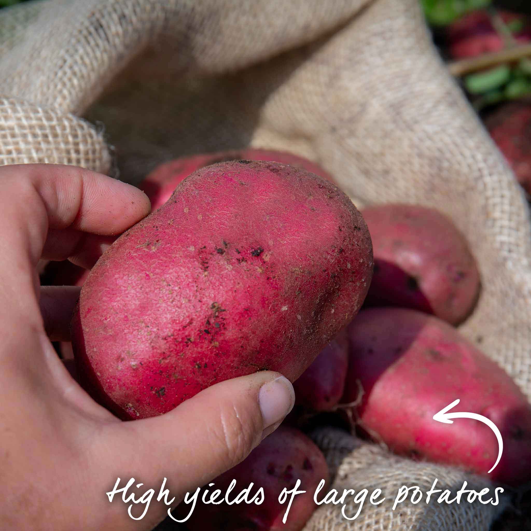 Seed Potato 'Caledonian Rose' | Marshalls Garden