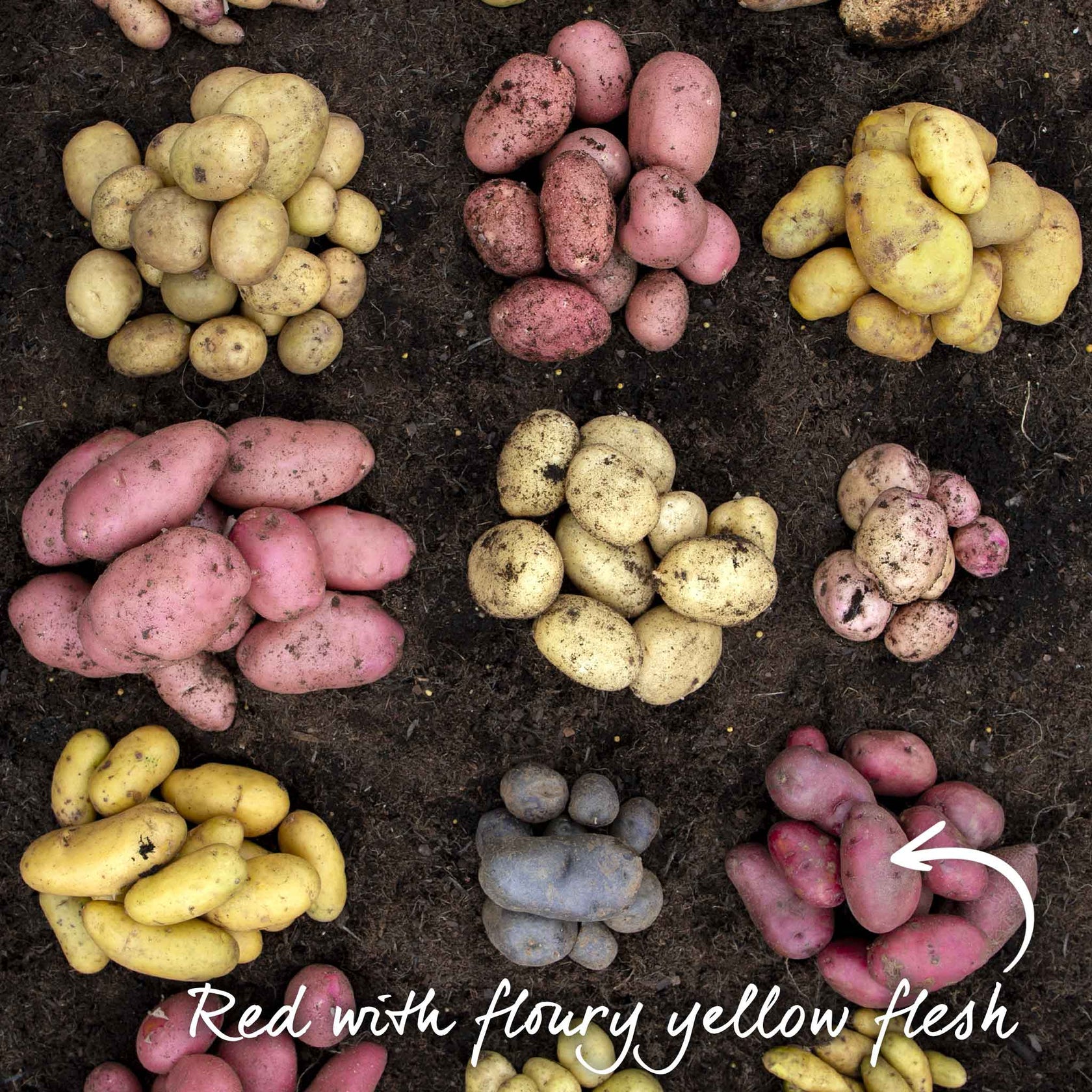 Seed Potato 'Caledonian Rose' | Marshalls Garden