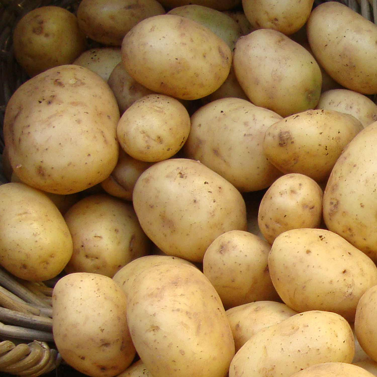 Seed Potato 'Nadine' - 2kg | Buy Seed Potatoes Online | Seed Potatoes ...