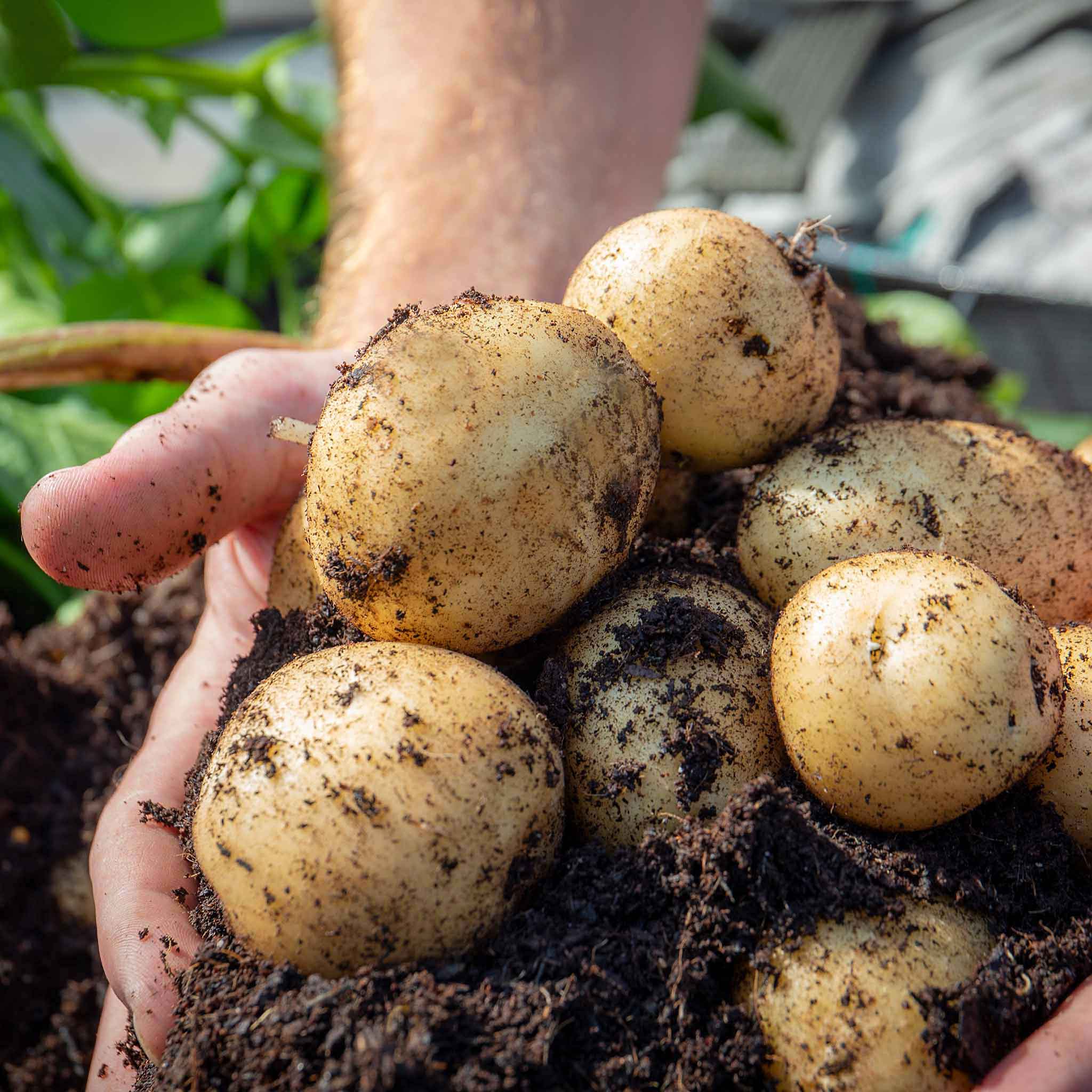 Seed Potato 'Arran Pilot' | Marshalls Garden