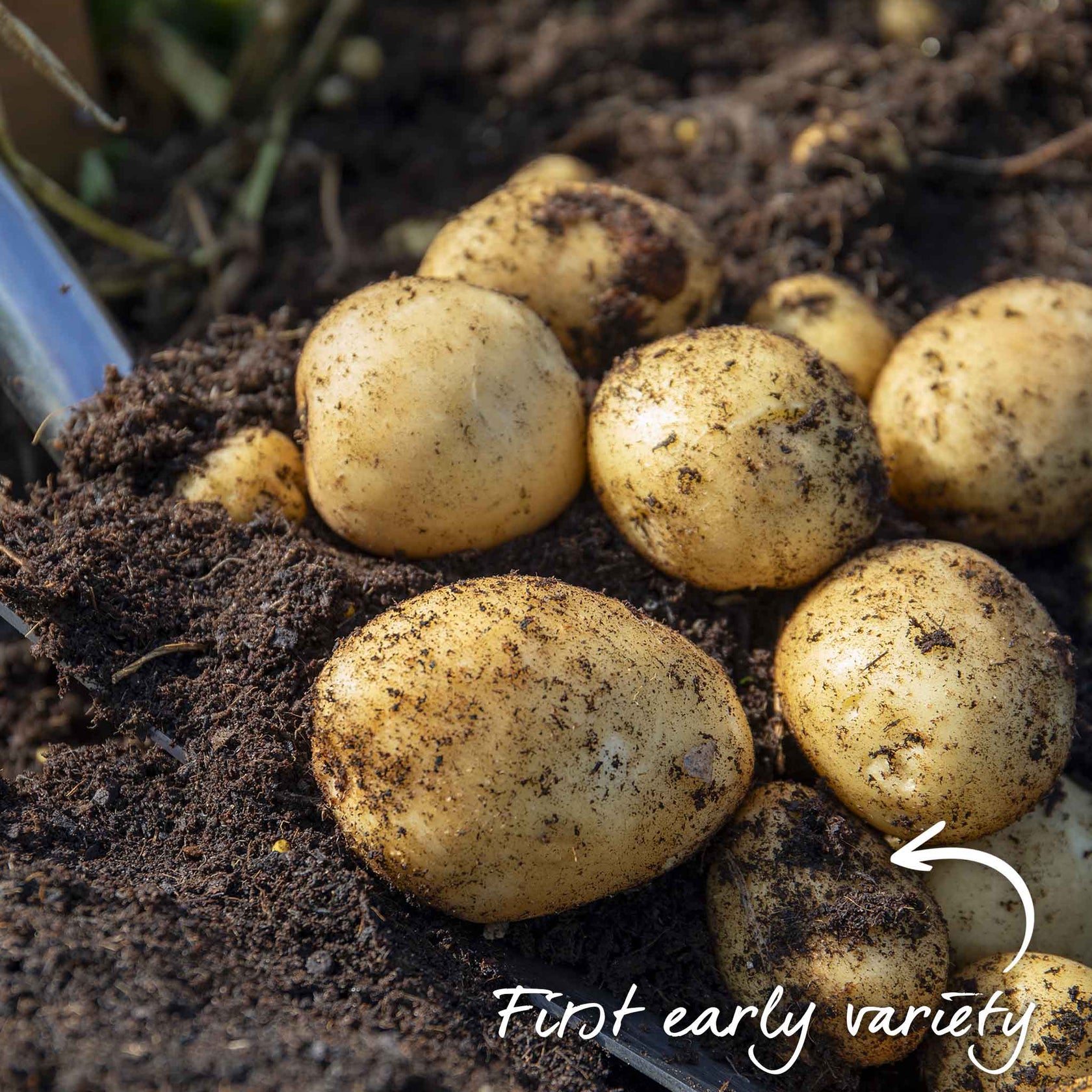 Seed Potato 'Arran Pilot' | Marshalls Garden