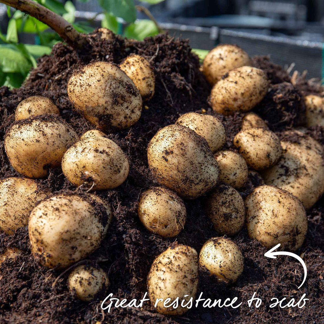 Seed Potato 'Arran Pilot' | Marshalls Garden