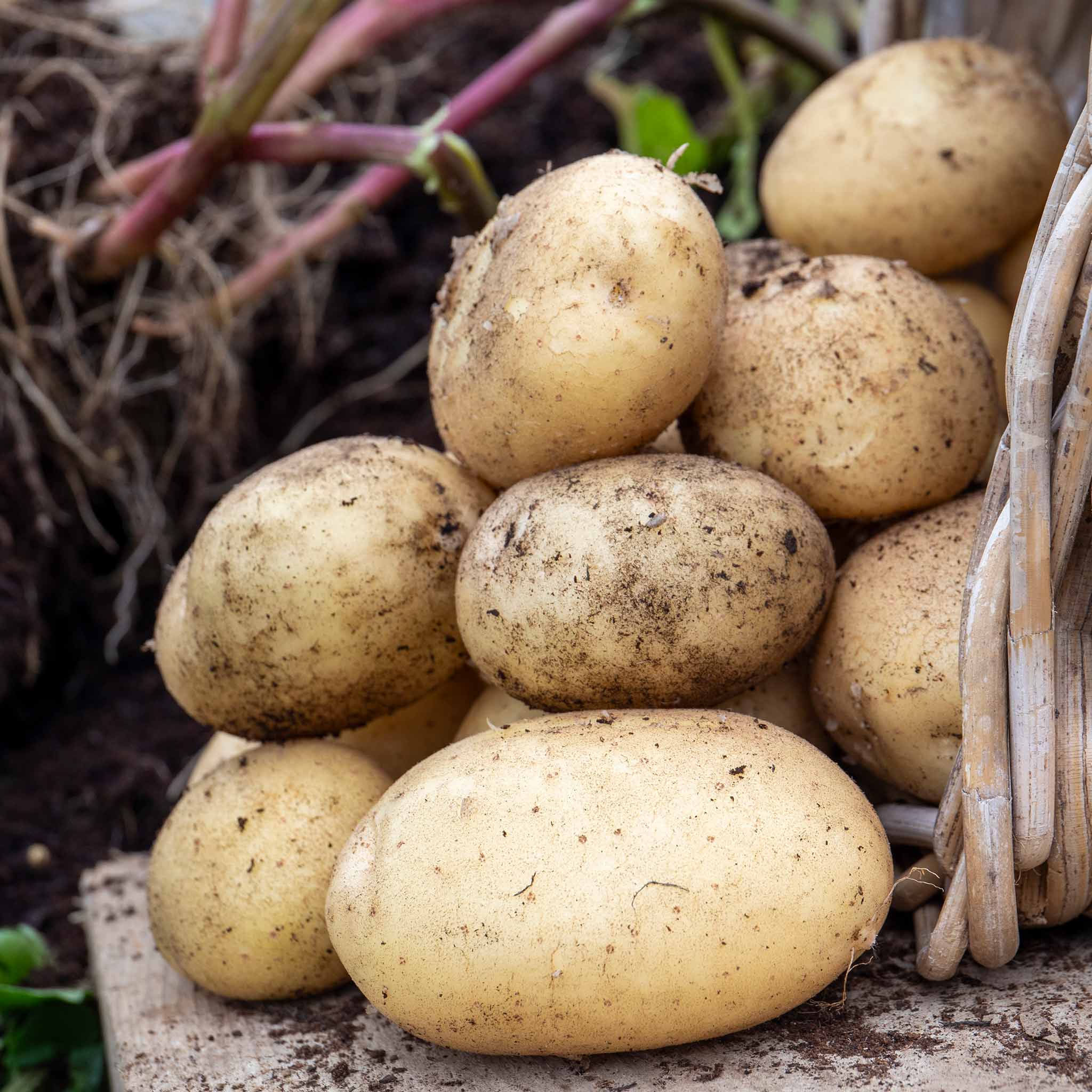 Seed Potato 'Foremost' | Marshalls Garden