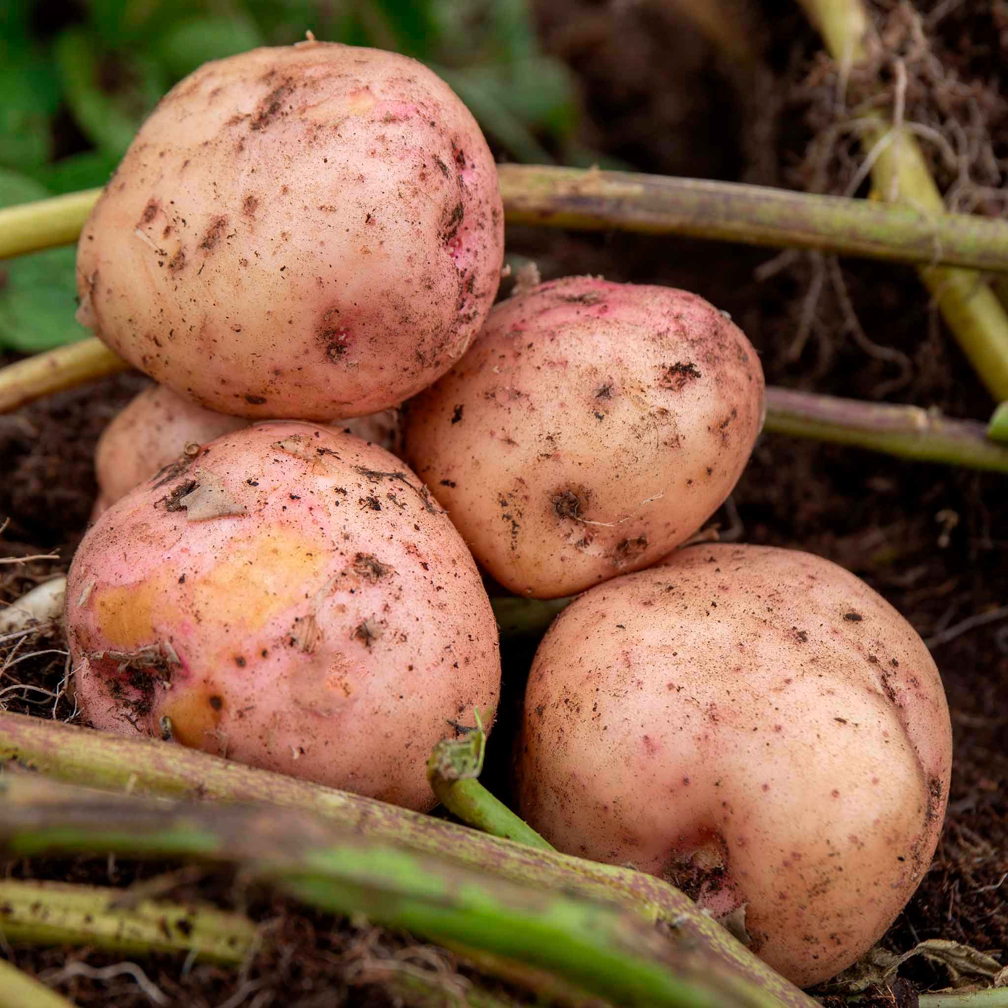Seed Potato 'Kerrs Pink' | Marshalls Garden
