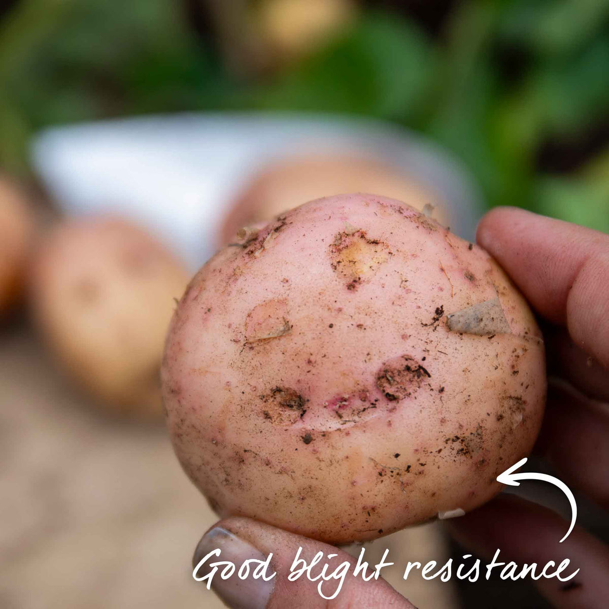 Seed Potato 'Kerrs Pink' - 1kg | Buy Seed Potatoes Online | Seed ...