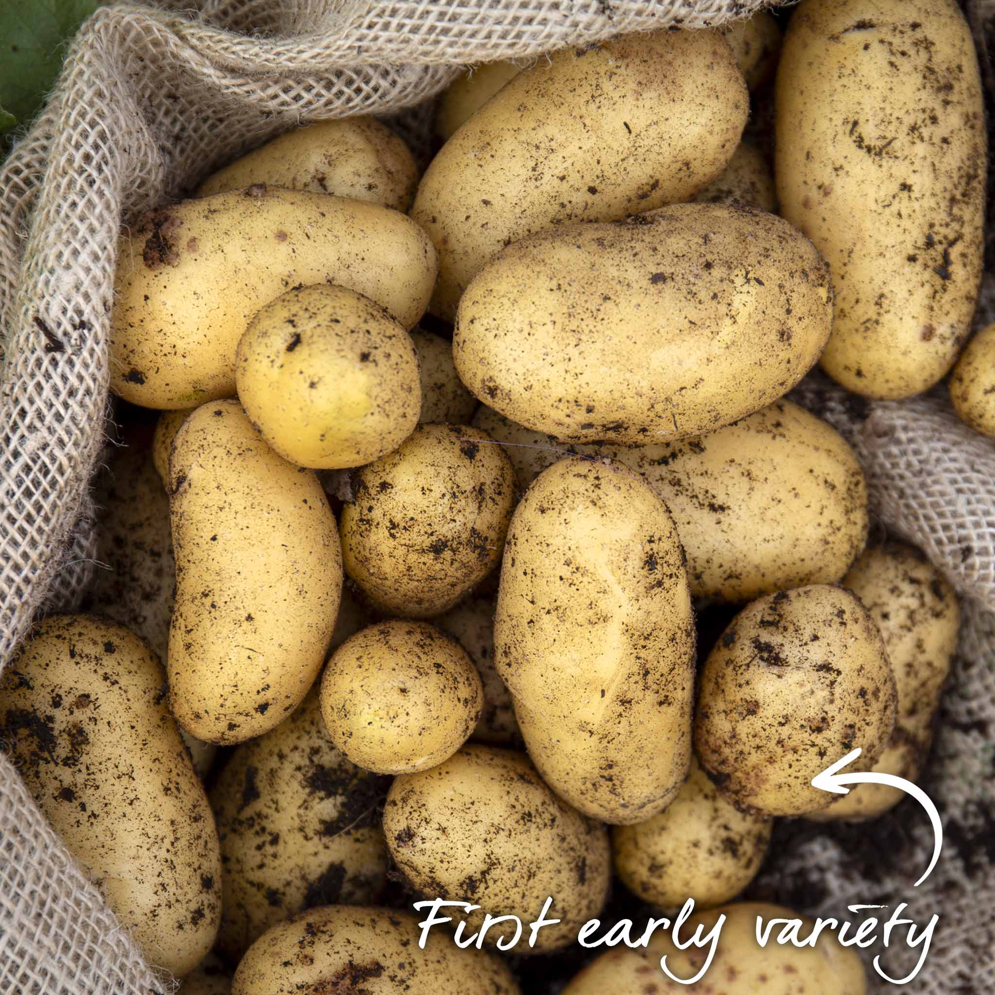 Seed Potato 'Lady Christl' | Marshalls Garden