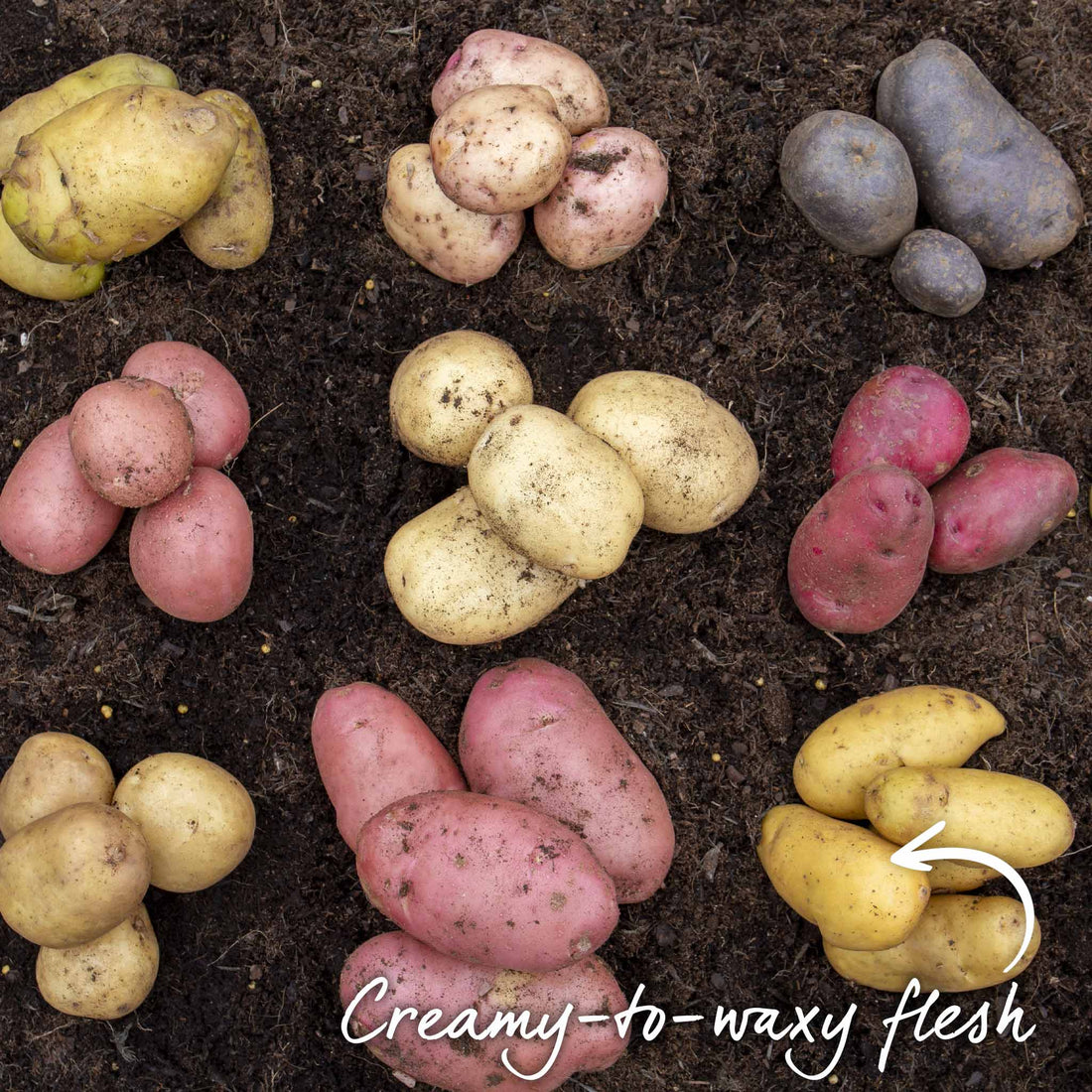 Seed Potato 'Lady Christl' | Marshalls Garden