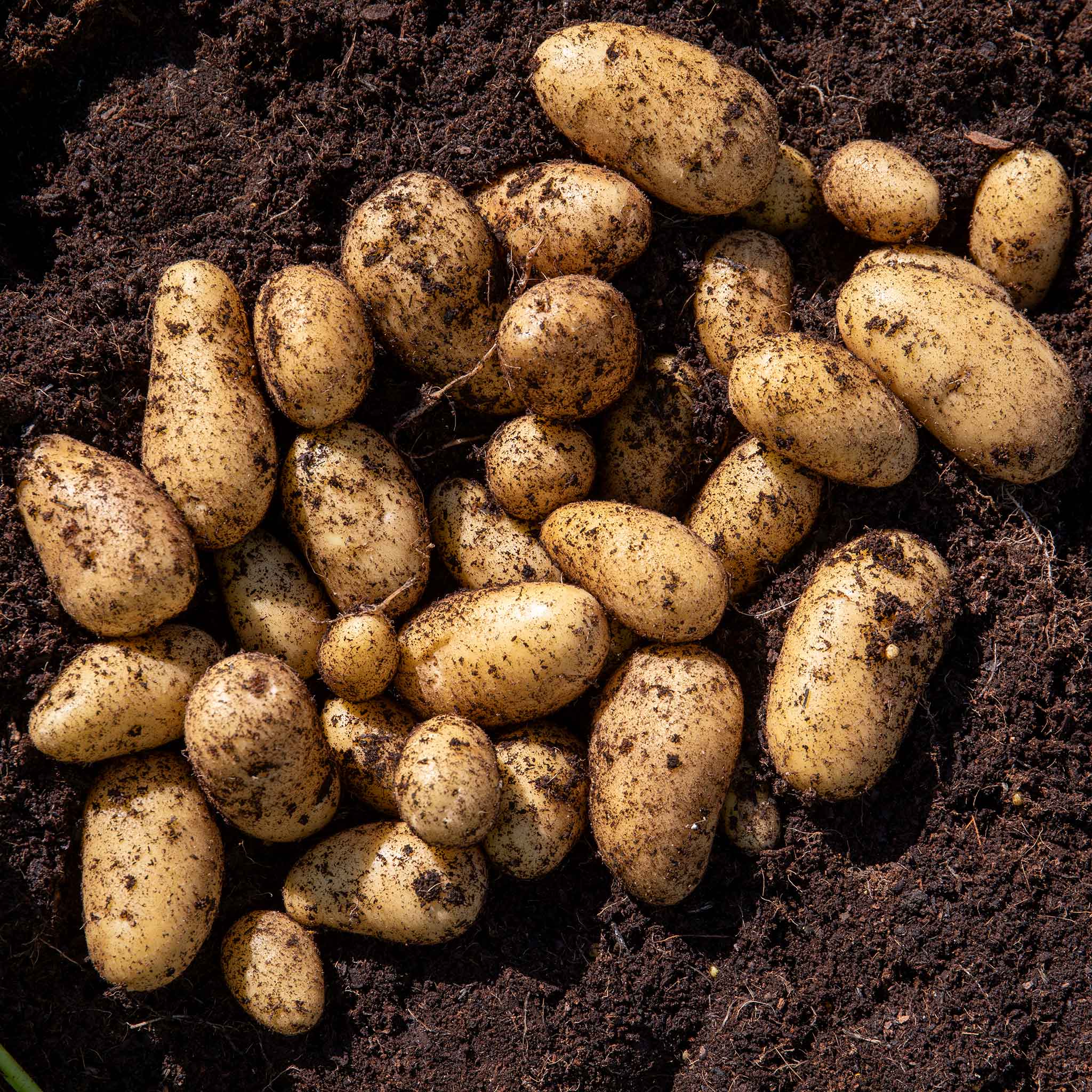 Seed Potato 'Maris Bard' | Marshalls Garden