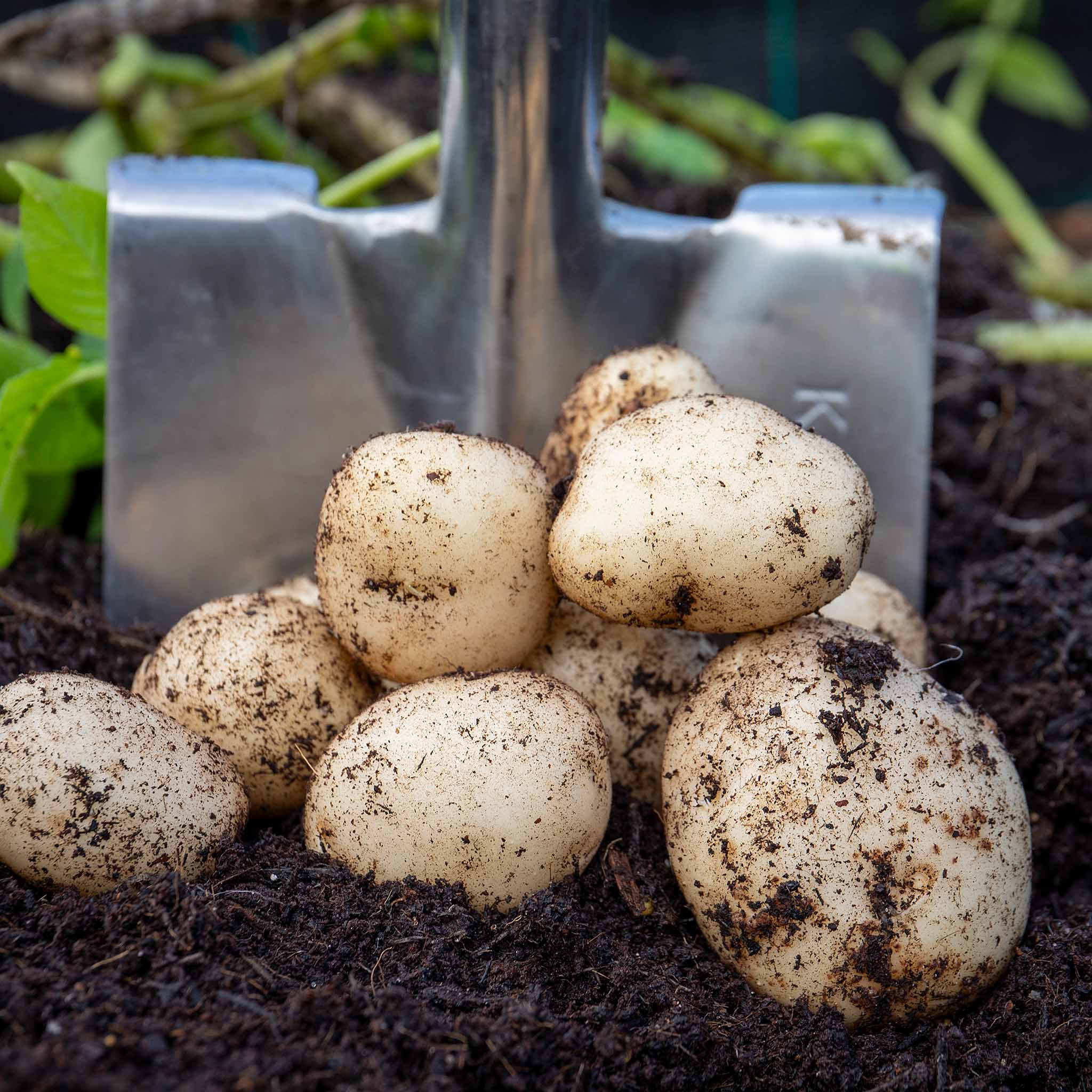 Seed Potato 'Pentland Javelin' | Marshalls Garden