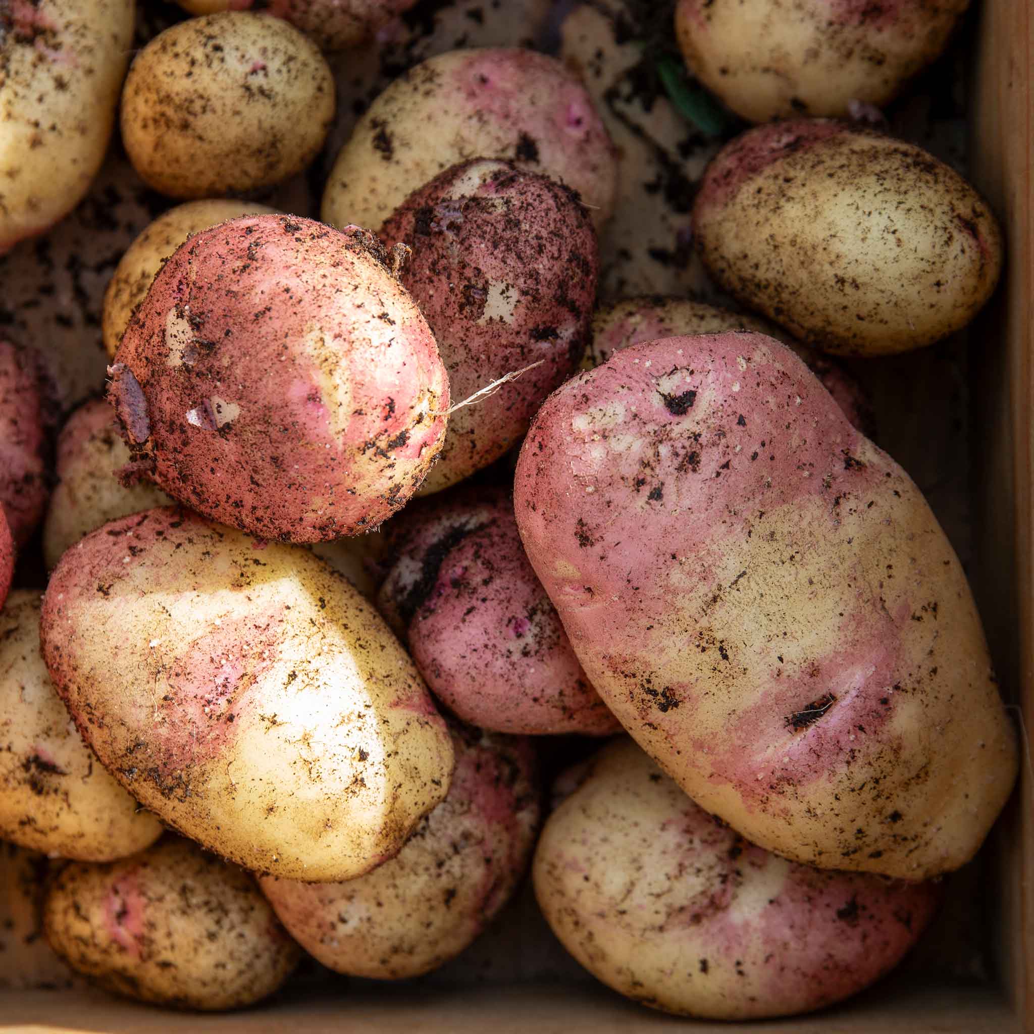Seed Potato 'Picasso' | Marshalls Garden