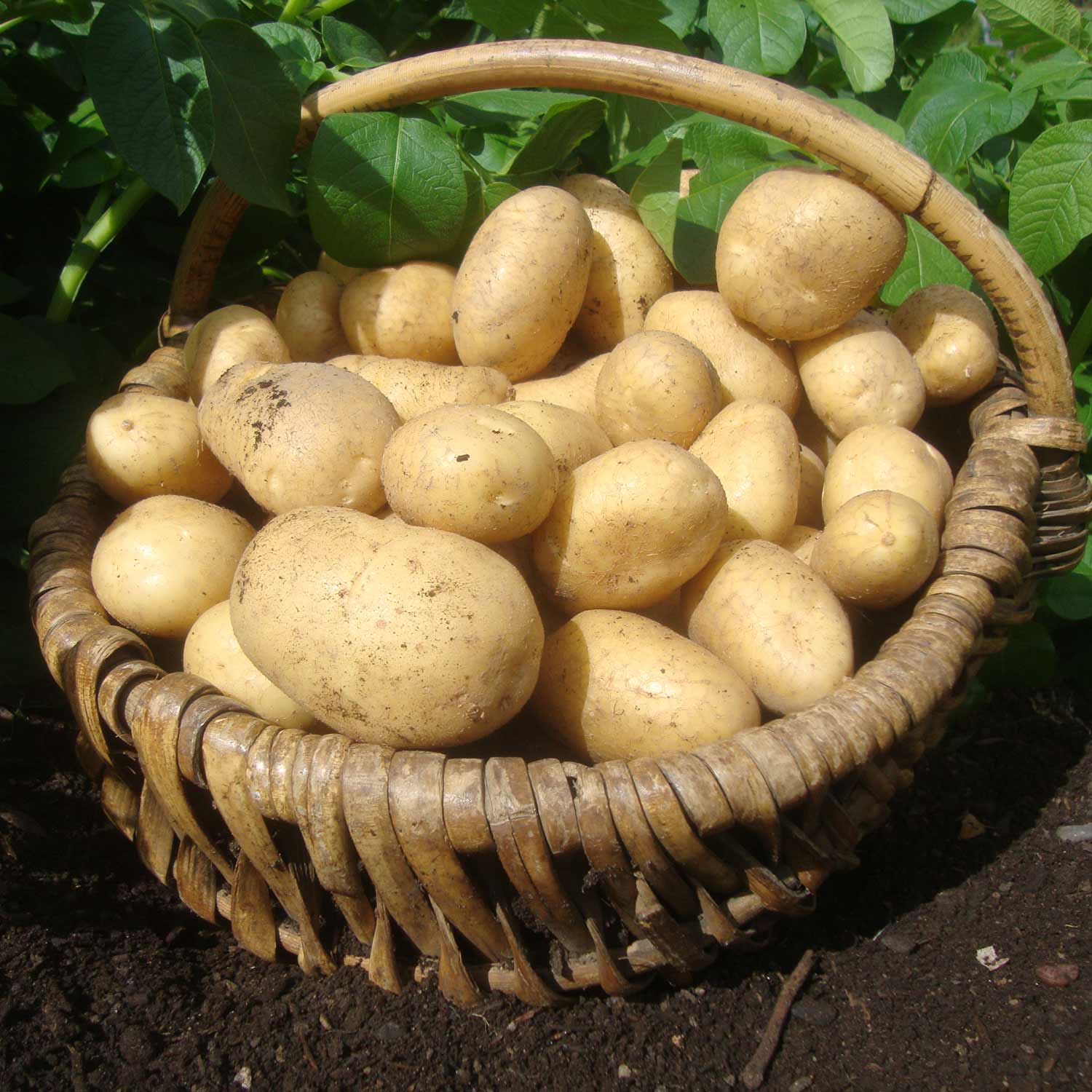 Pre-Chitted Seed Potato 'Wilja' | Marshalls Garden