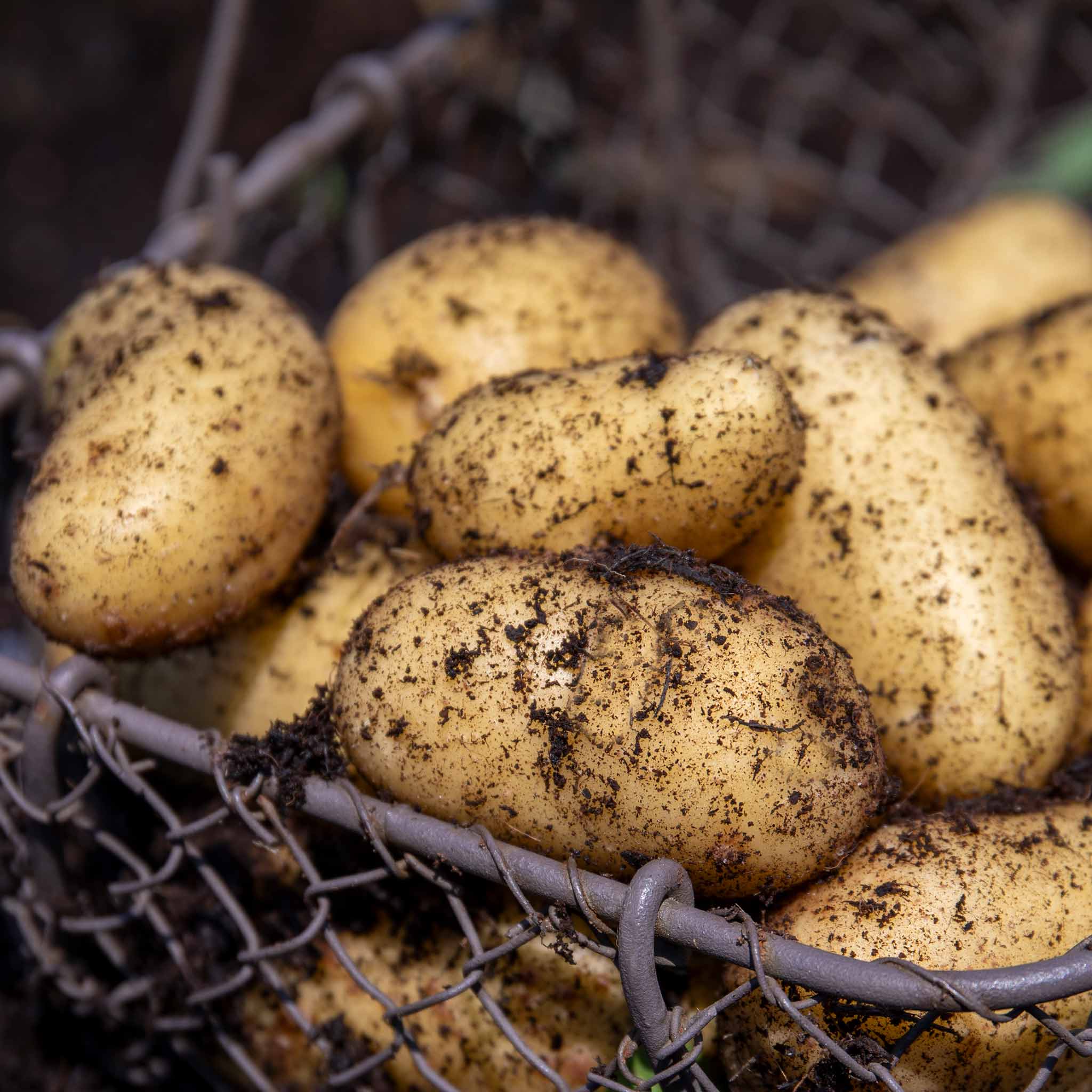 Seed Potato 'Jazzy' Christmas Harvest | Marshalls Garden
