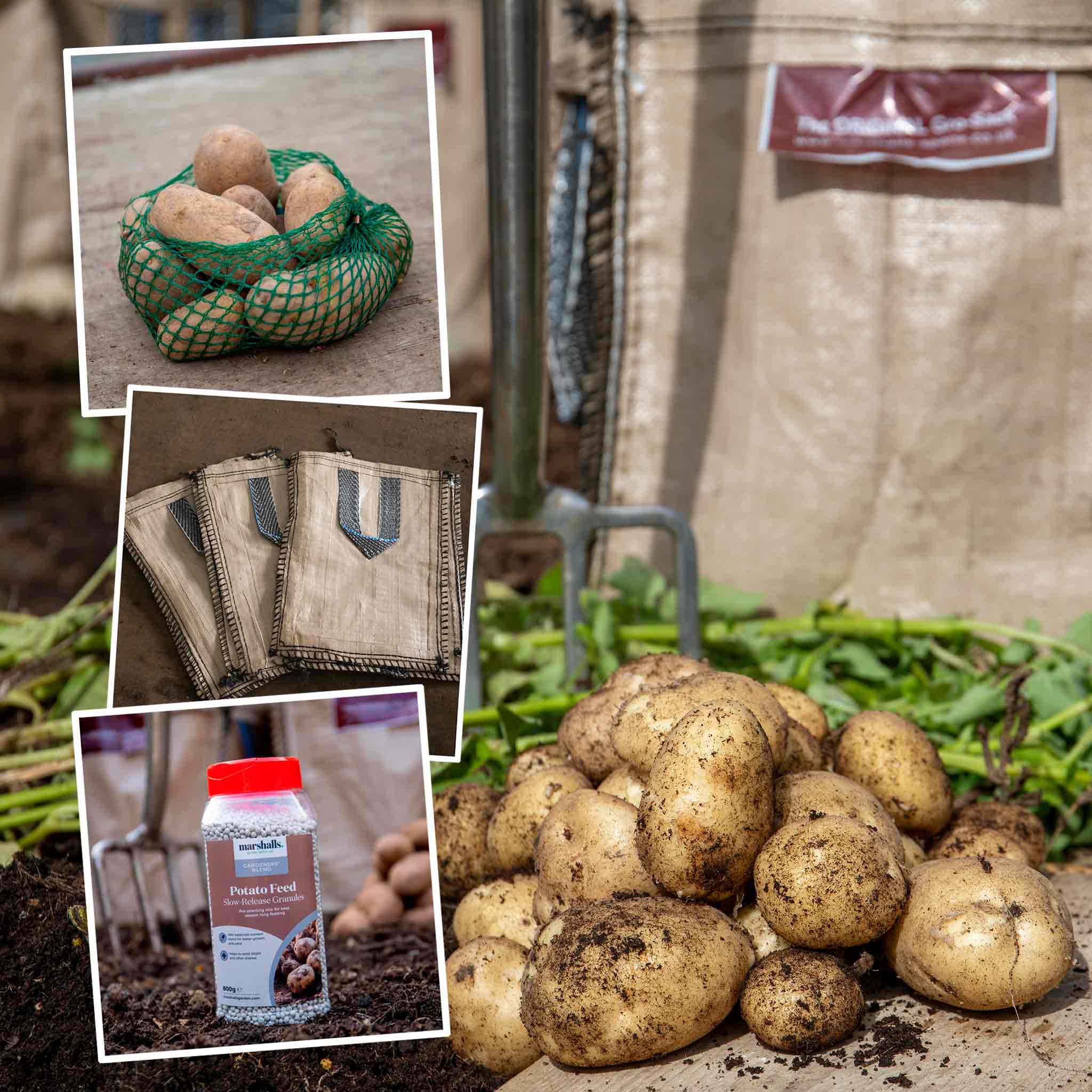 Potato Swift Grow Kit | Marshalls Garden