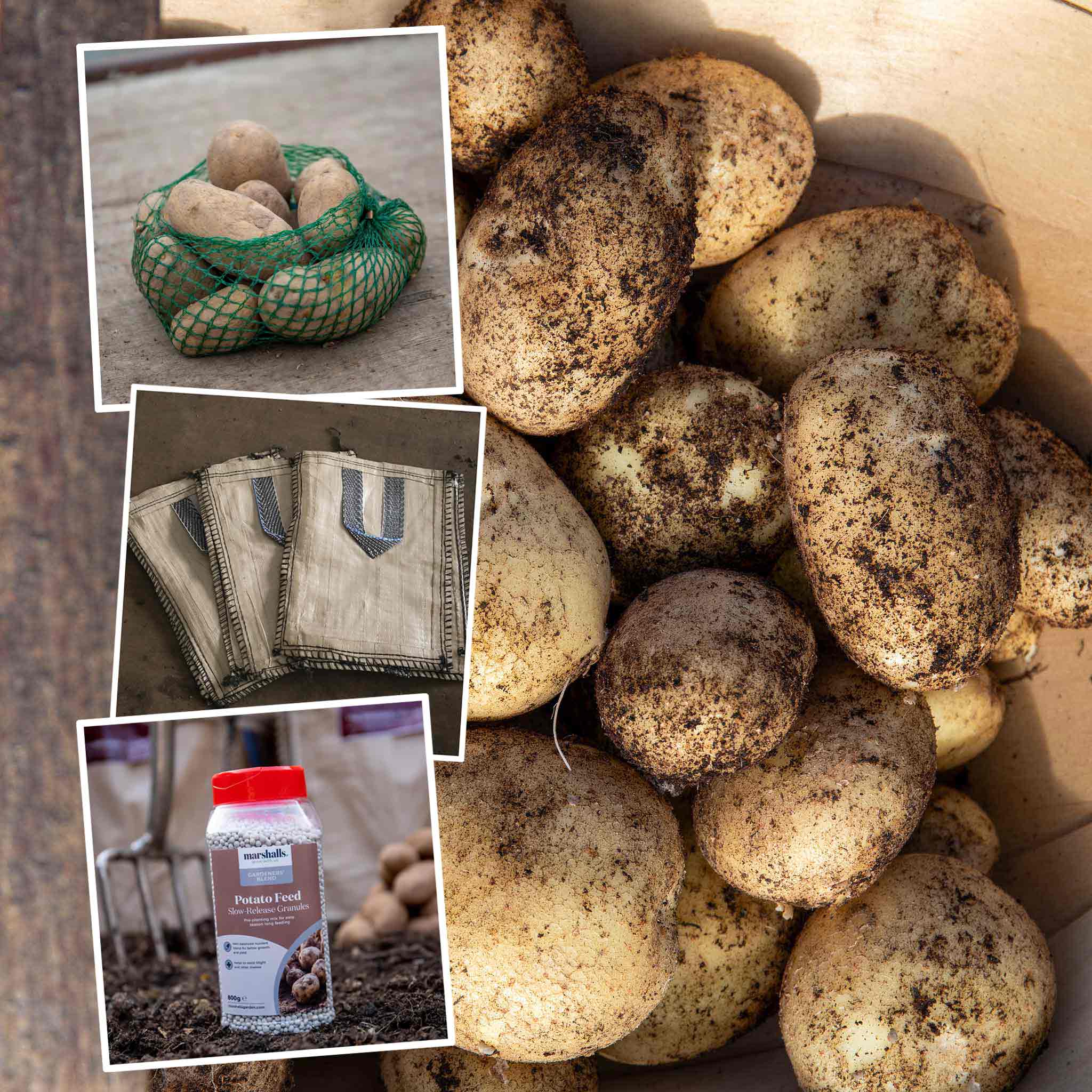 Potato Maris Peer Grow Kit | Marshalls Garden